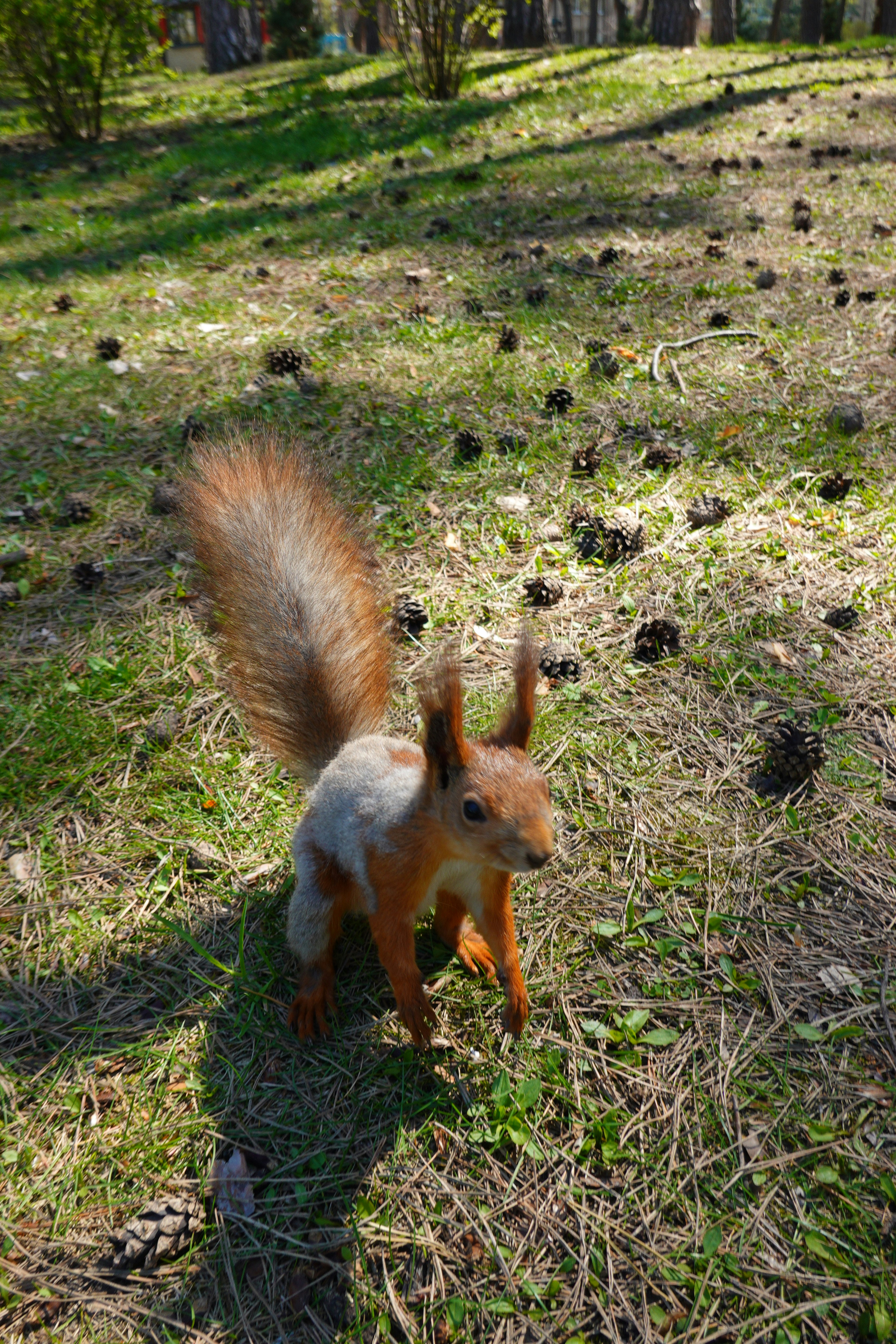 Red Squirrel Spotlight: A Curious Visitor on Pine Needle Ground