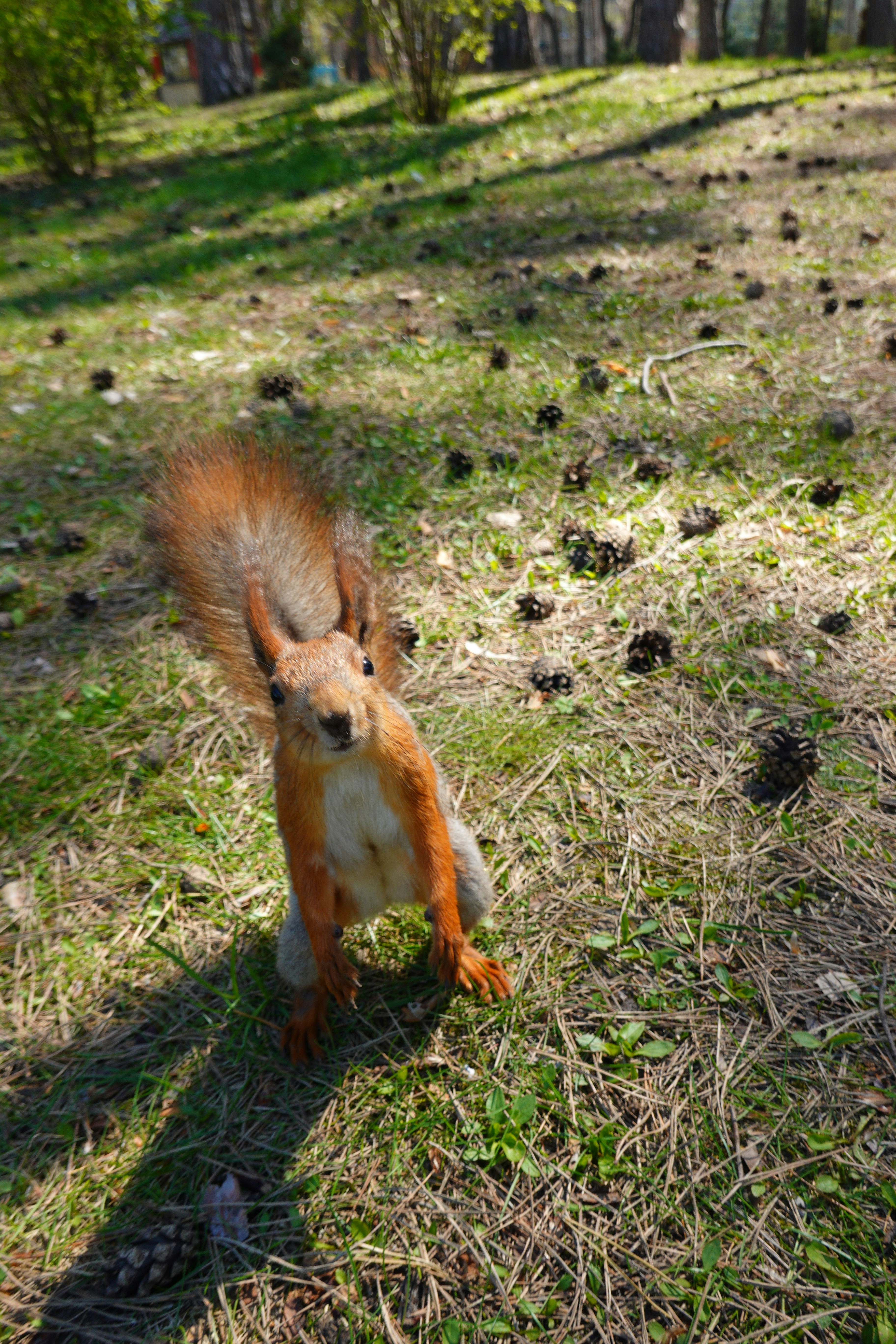 Curious Red Squirrel Stands Amid Pine Cone Scatter