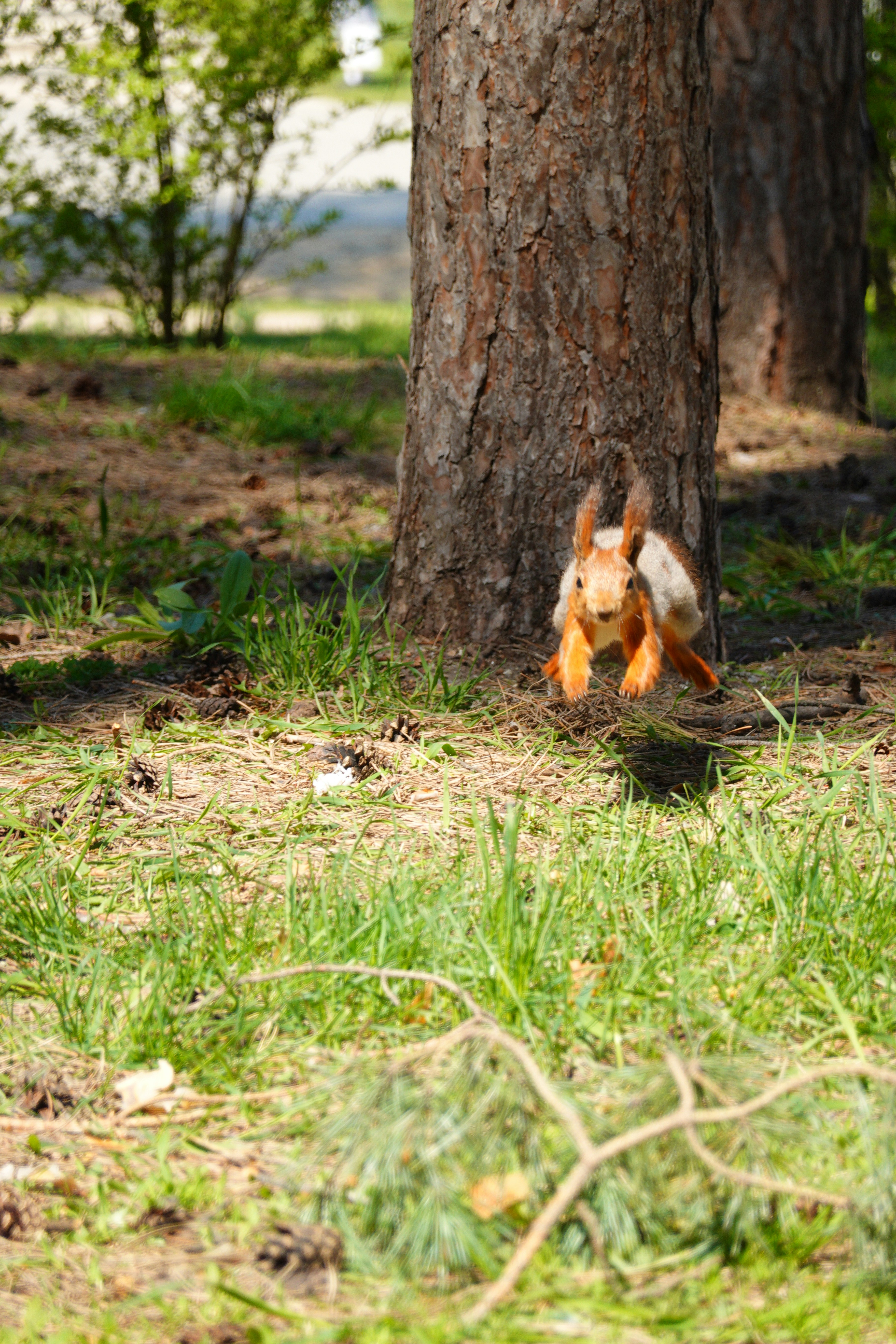 Squirrel Leap Behind a Tree Trunk in a Sunny Park