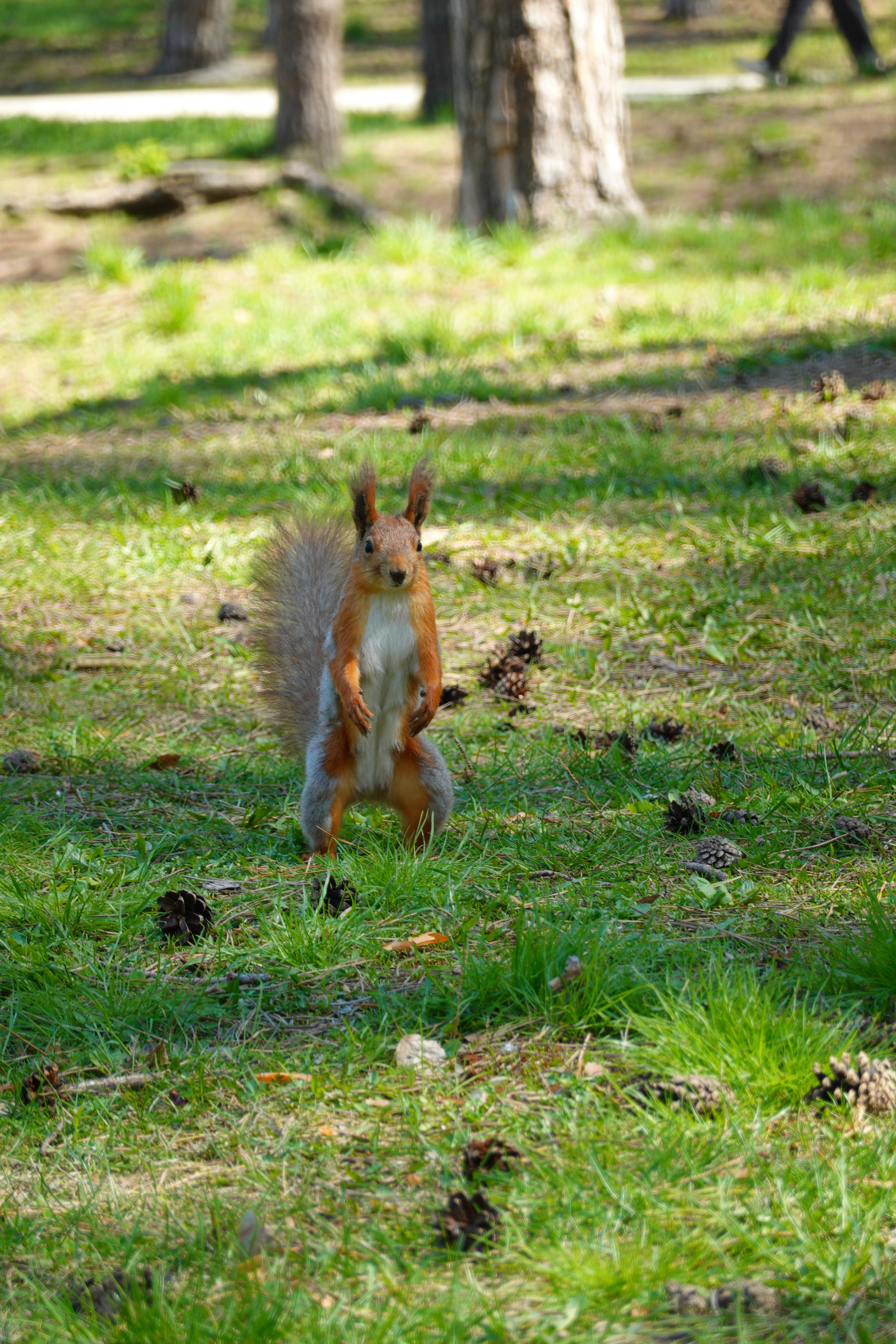 Squirrels silhouette: alert stance in sunlit woodland