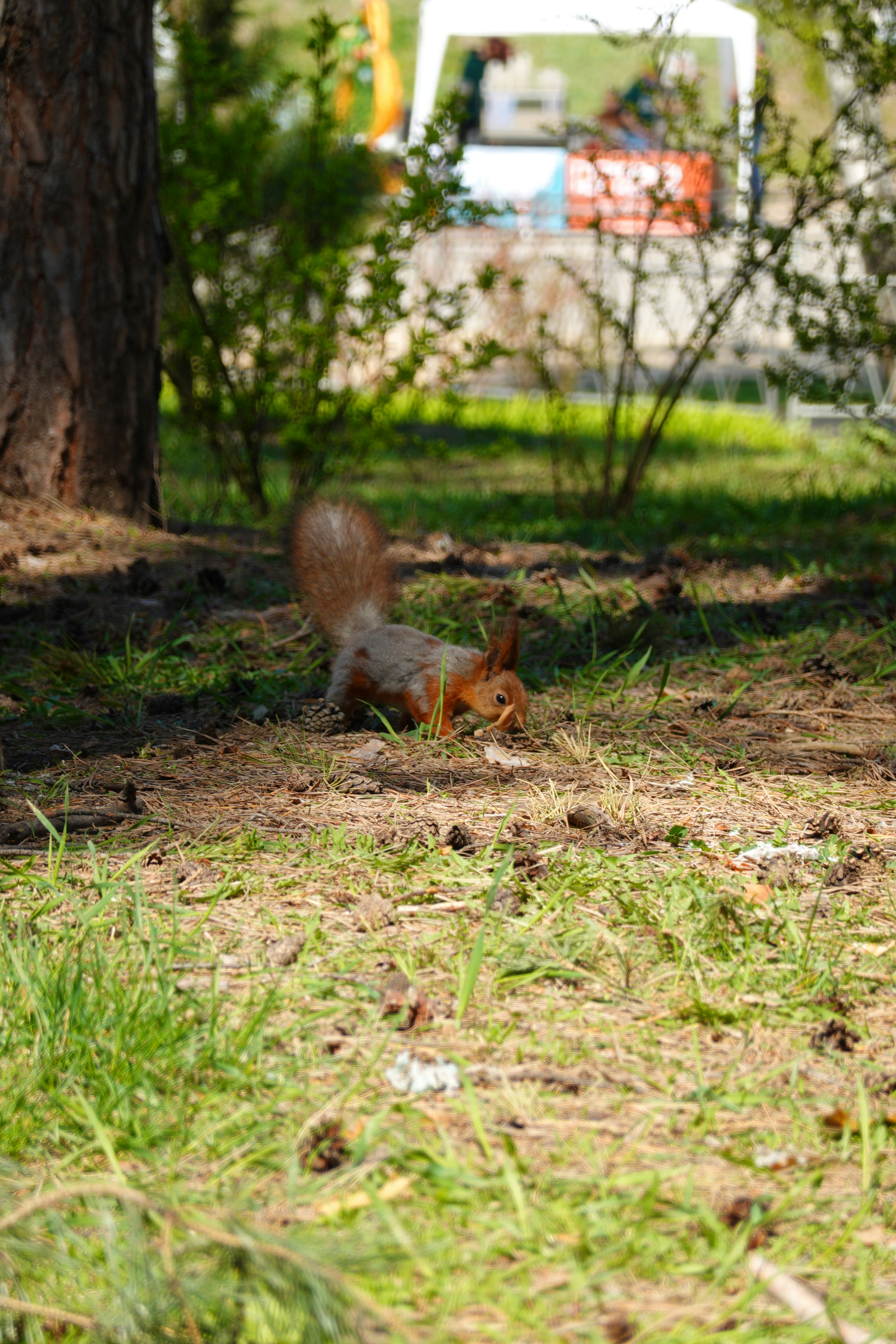 Ground-Forager in Dappled Park Light