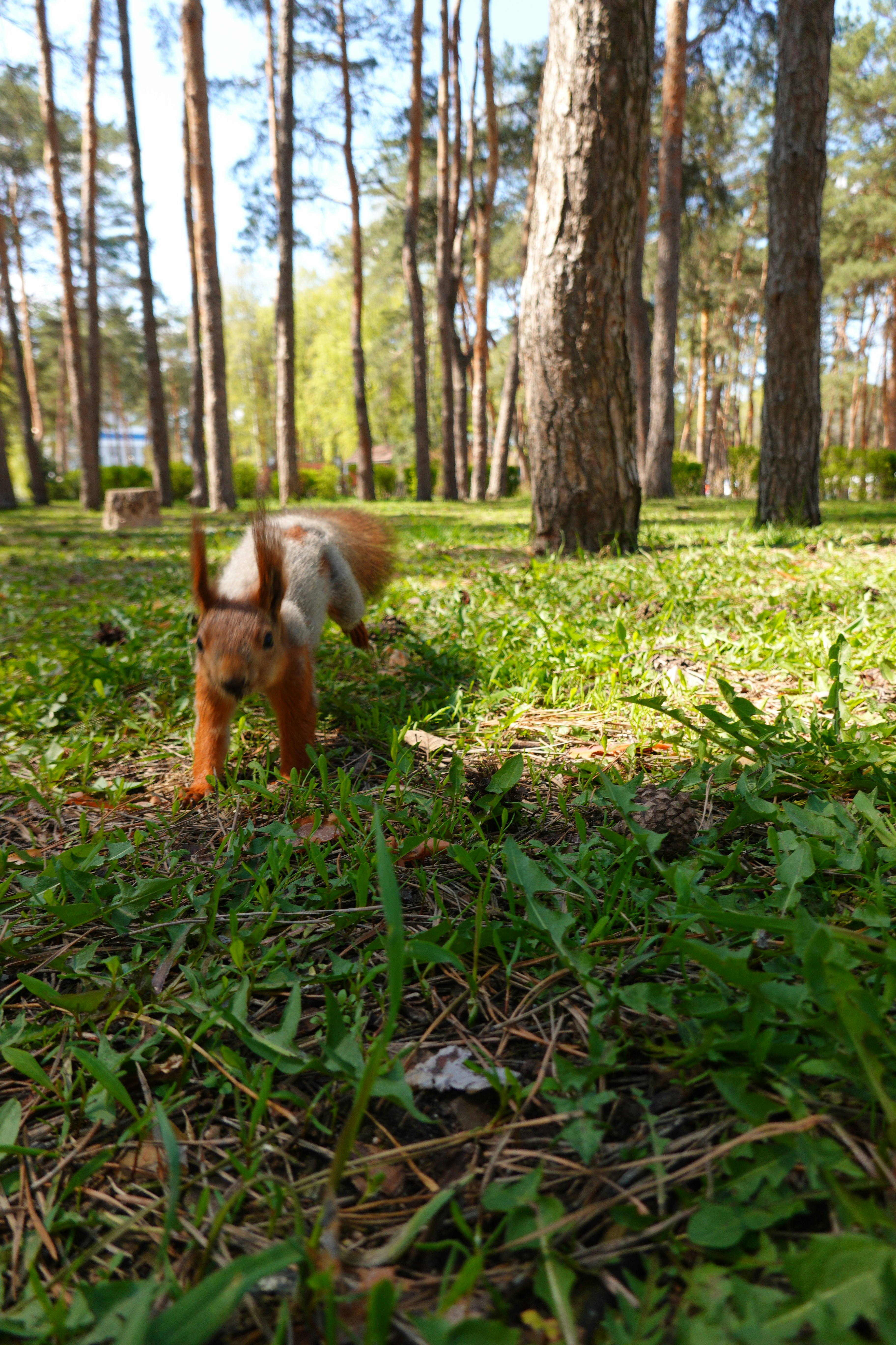 Curious Squirrel in a Sunlit Pine Glade