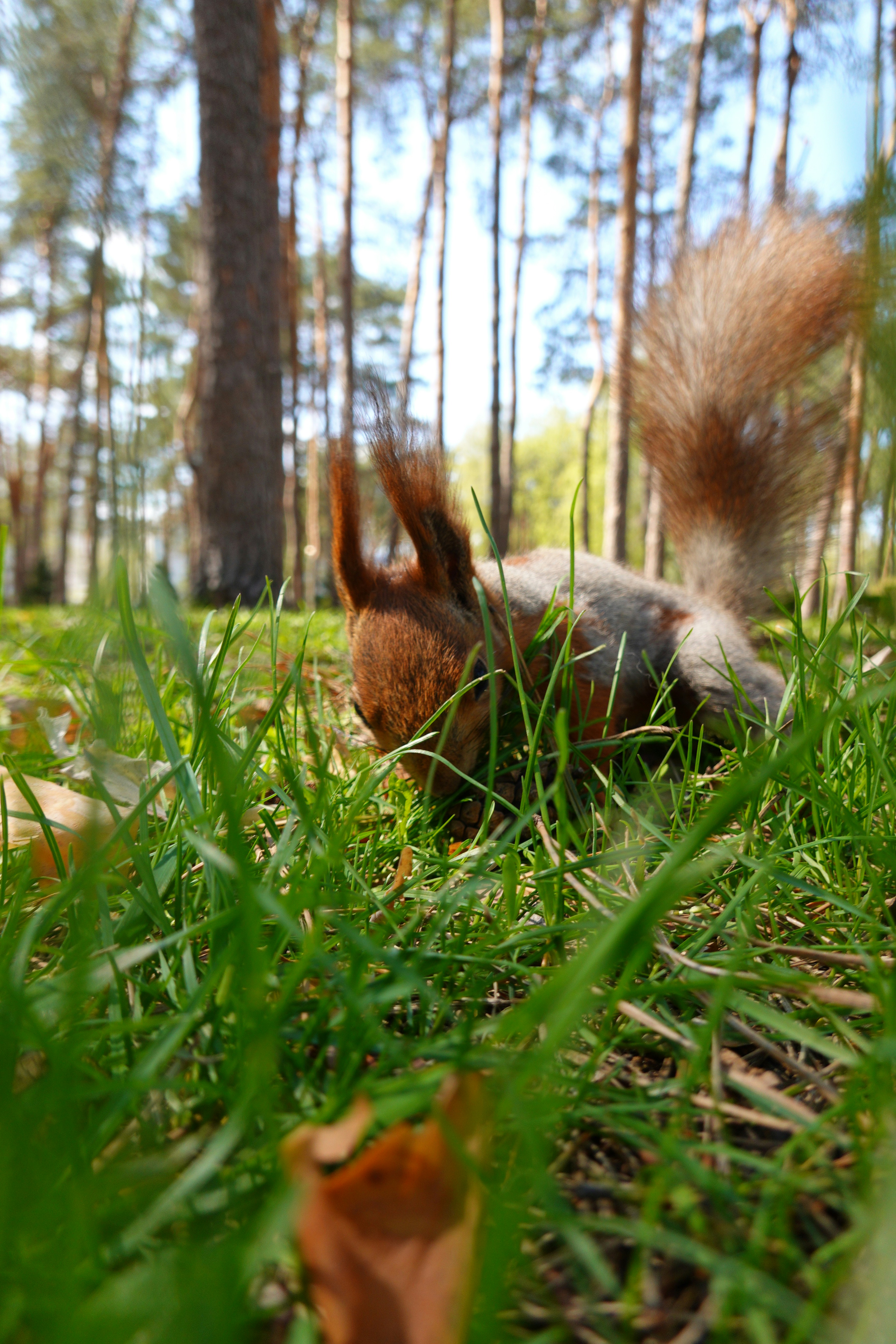 Burrow in the Pines: Squirrel's Grassland Moment
