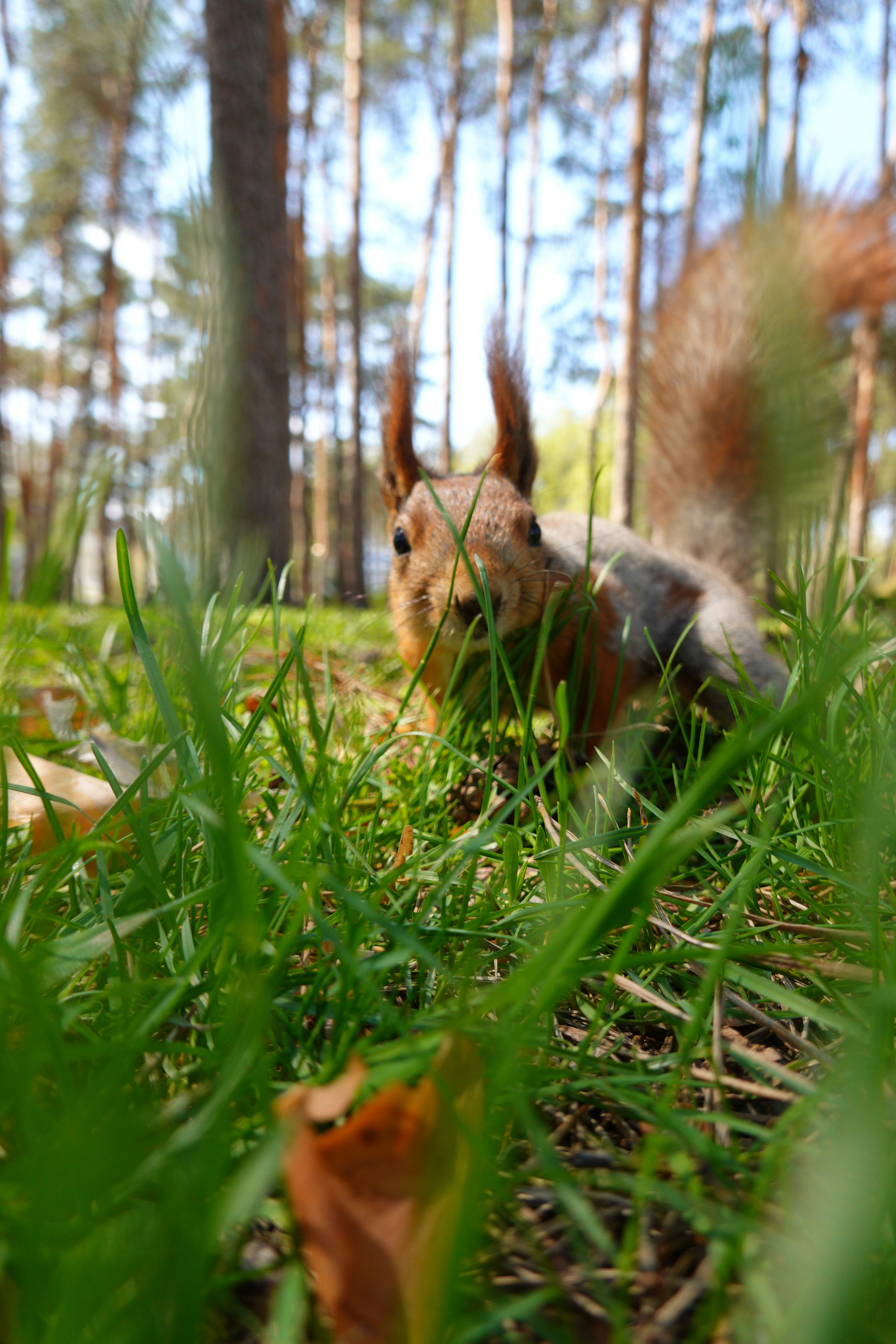 Hungry Squirrel on Forest Floor