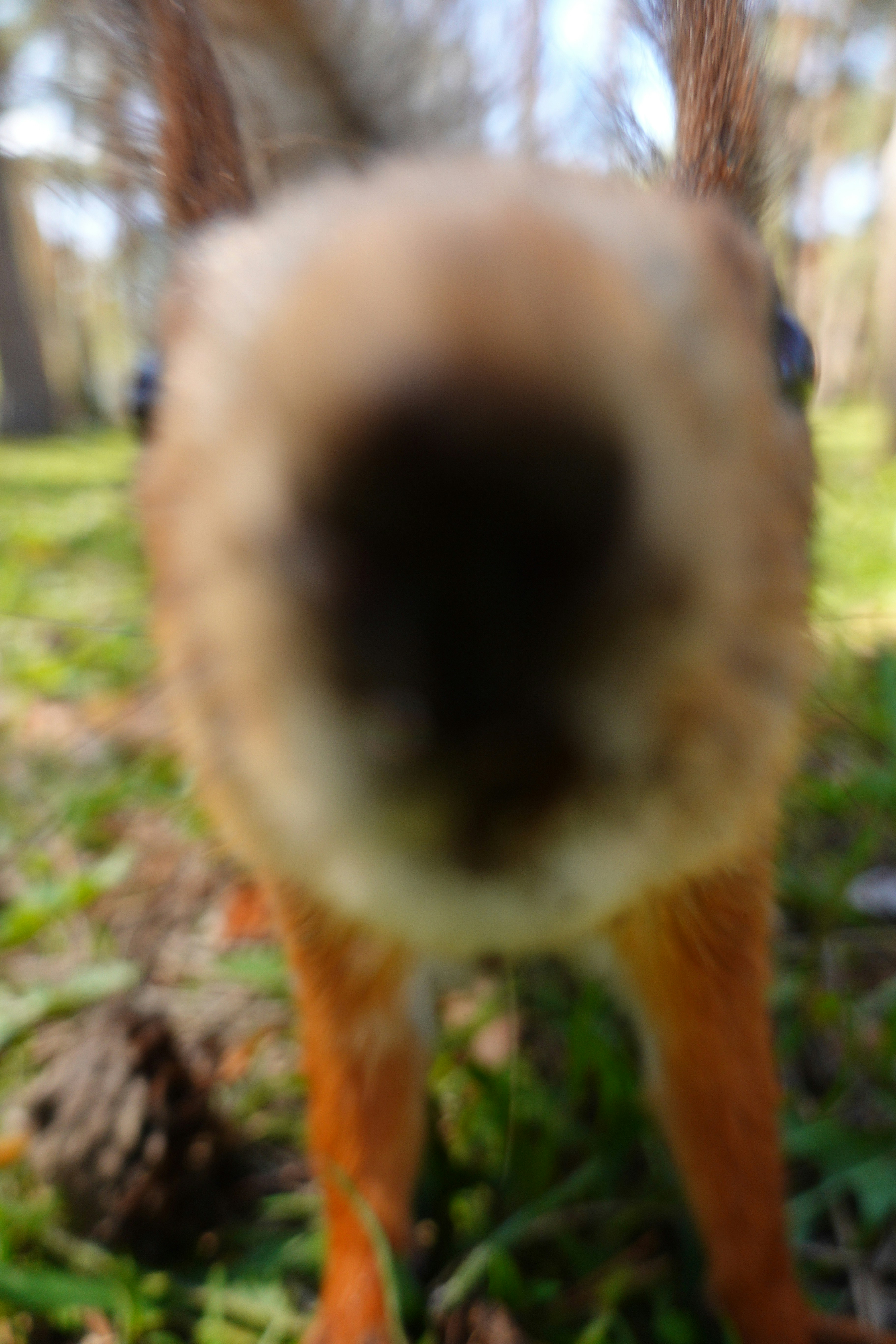 Curious Nose Draws Close: A Blurred Forest Encounter