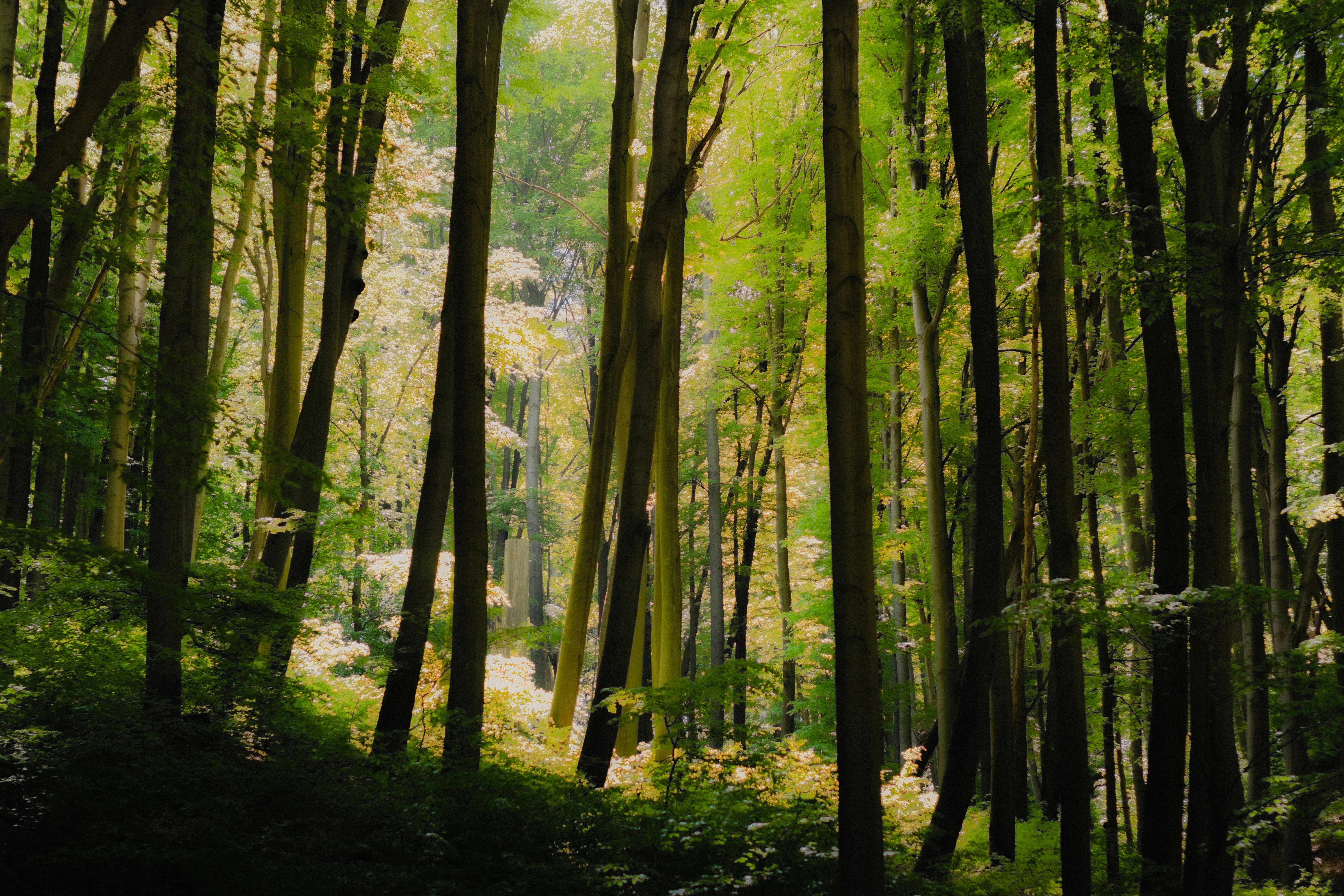Sunlit corridor through a quiet forest