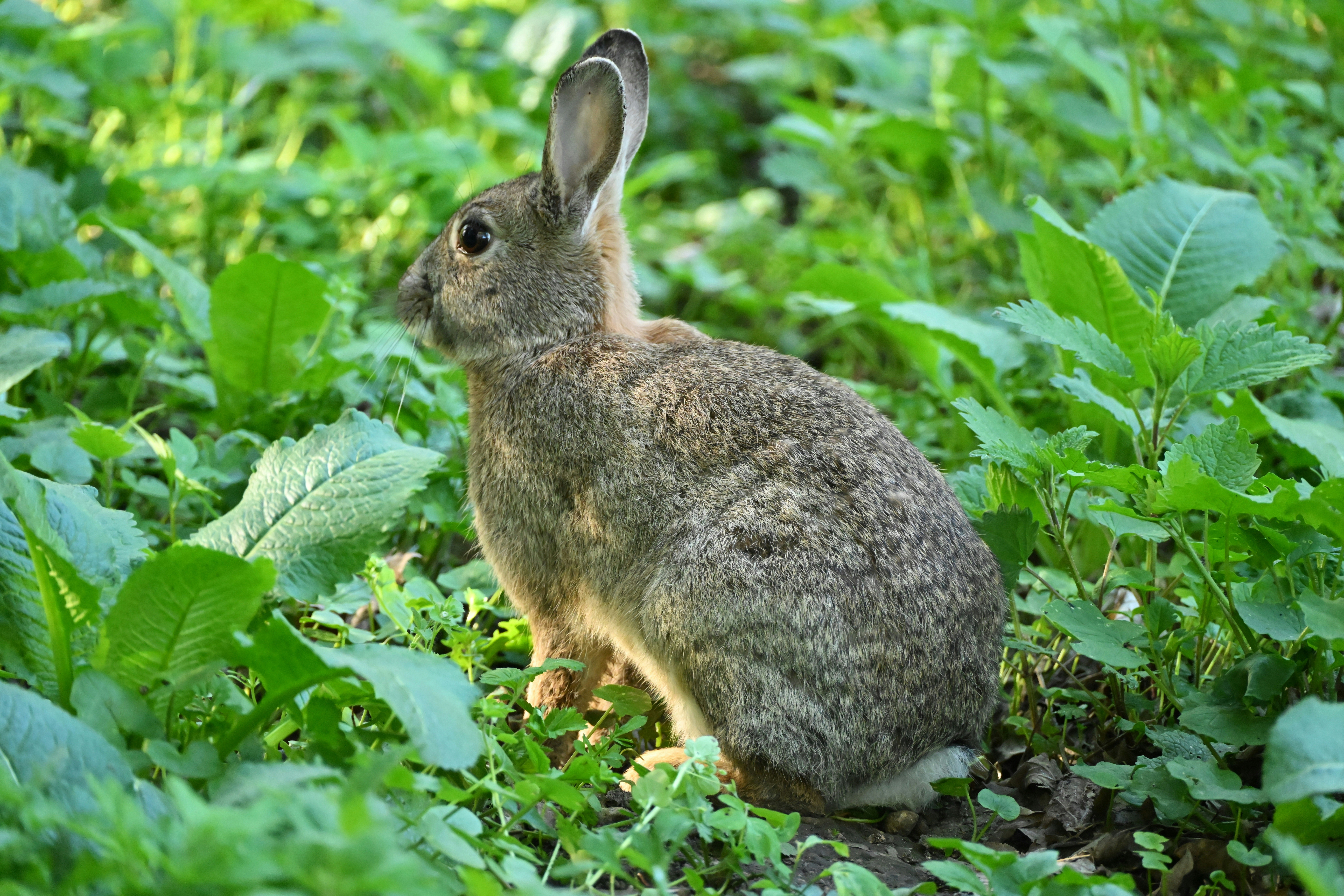 Forest Visitor: A Curious Hare Pauses Among Green Waves