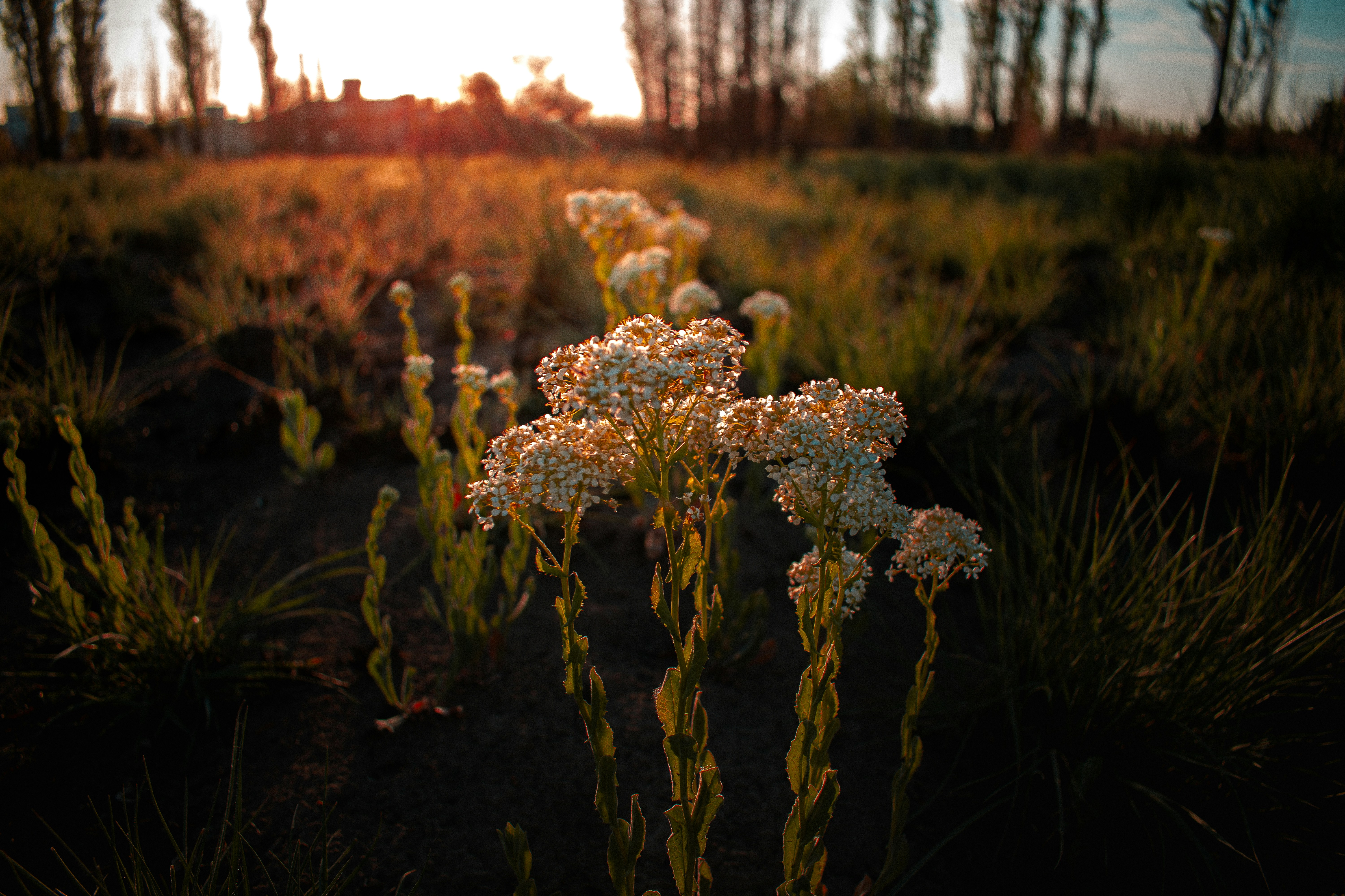 Sunlit Wildflowers at Golden Hour