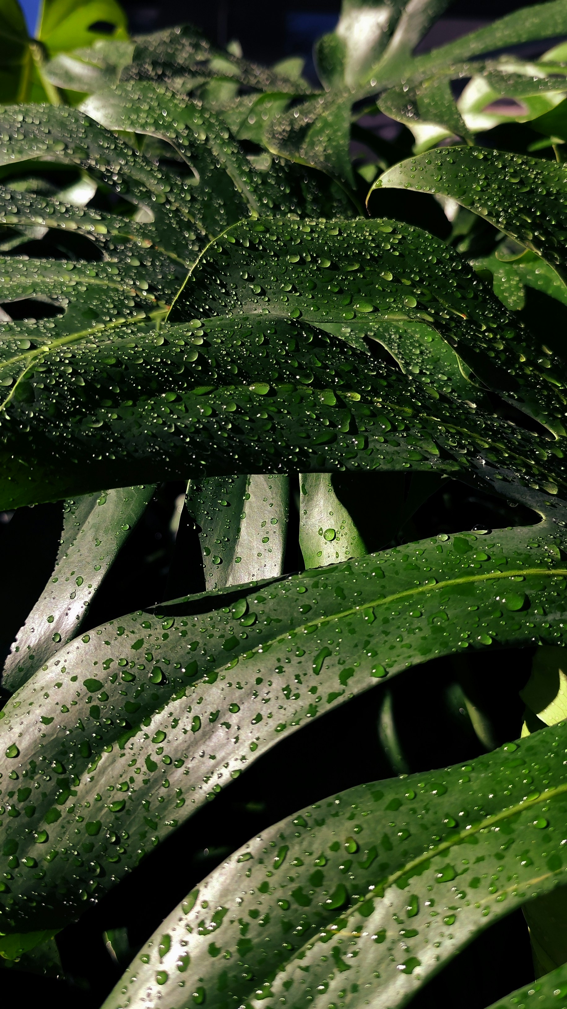 Dew-dappled Green: A Close-Up of Lush Leaves After Rain