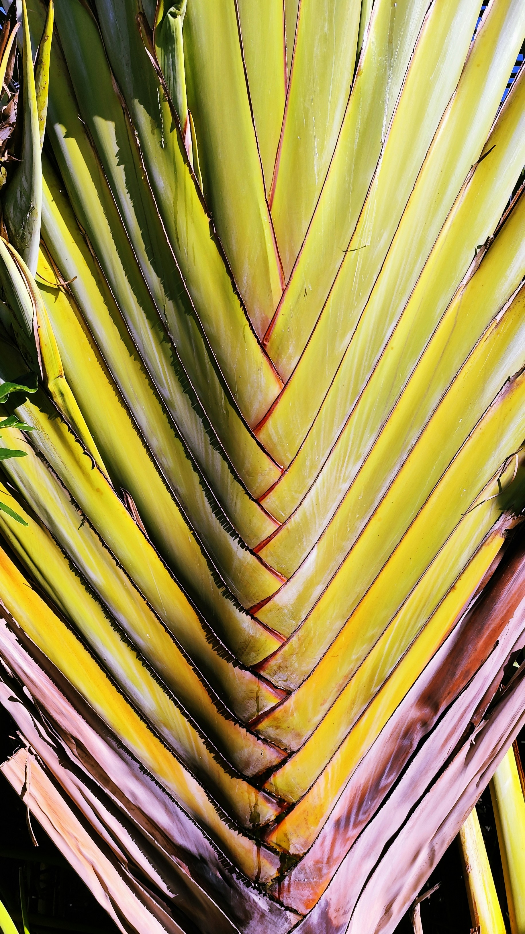 Close-up of overlapping palm fronds forming a geometric, sunlit pattern with vivid greens and yellows; a botanical close-up highlighting texture and symmetry.