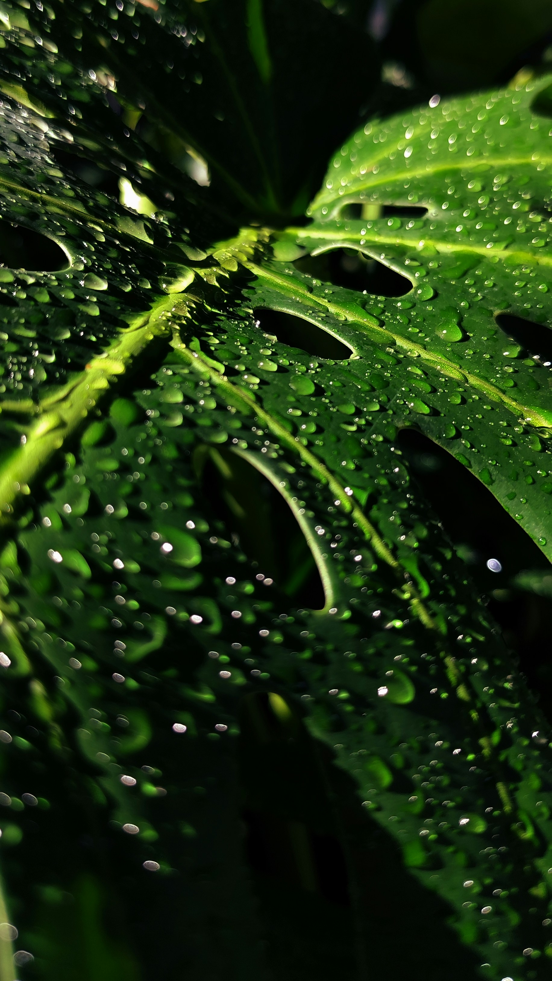 Emerald Veil: Dew Beads on a Monstera in Focus