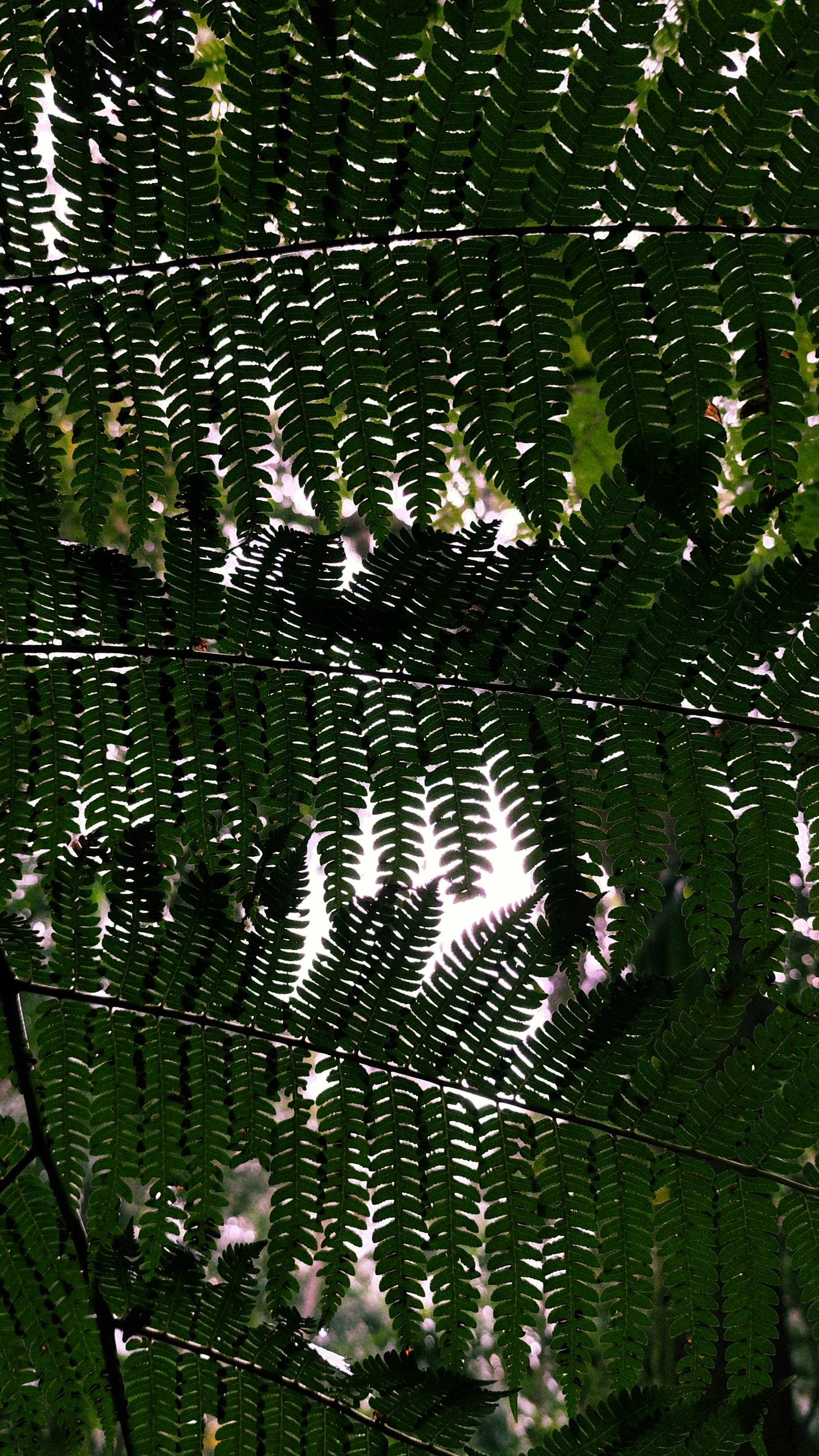 Fronds of Focus: A Close Shave with Ferns