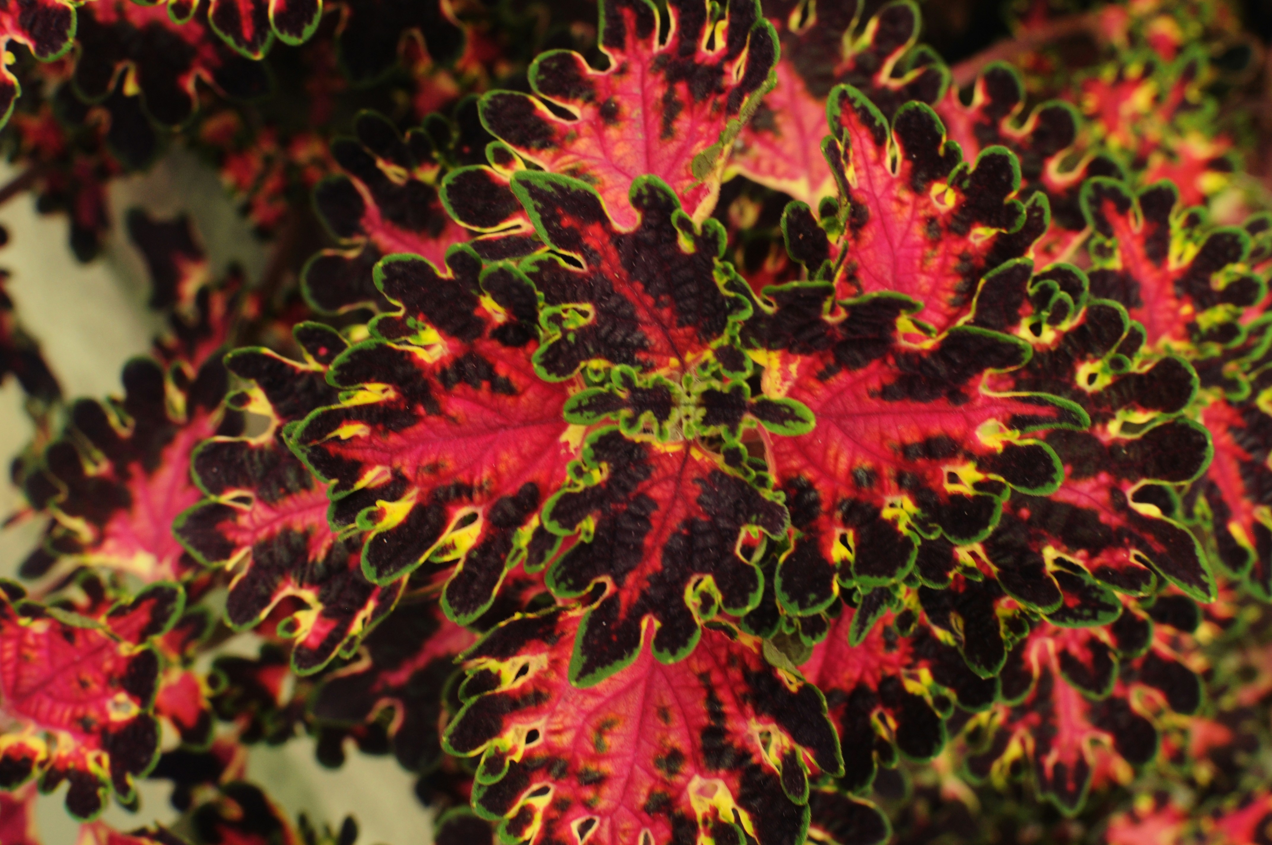 Vivid Coral Leaves: Close-Up of Color-Filtered Foliage