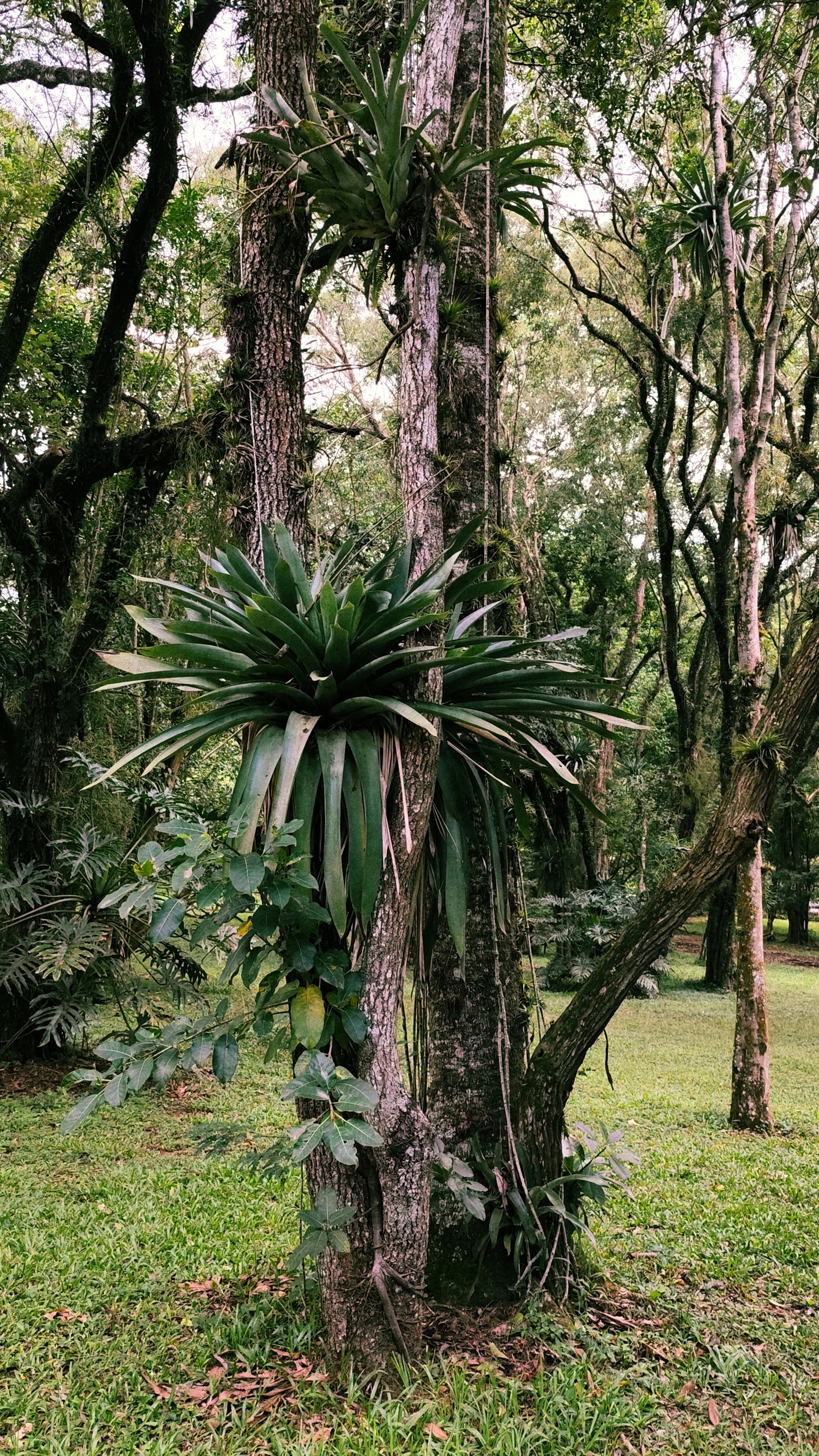 Vibrant epiphyte plant clinging to a tree trunk in a sunlit park, with dense forest in the background. A natural composition highlighting tropical foliage and green ground cover.
