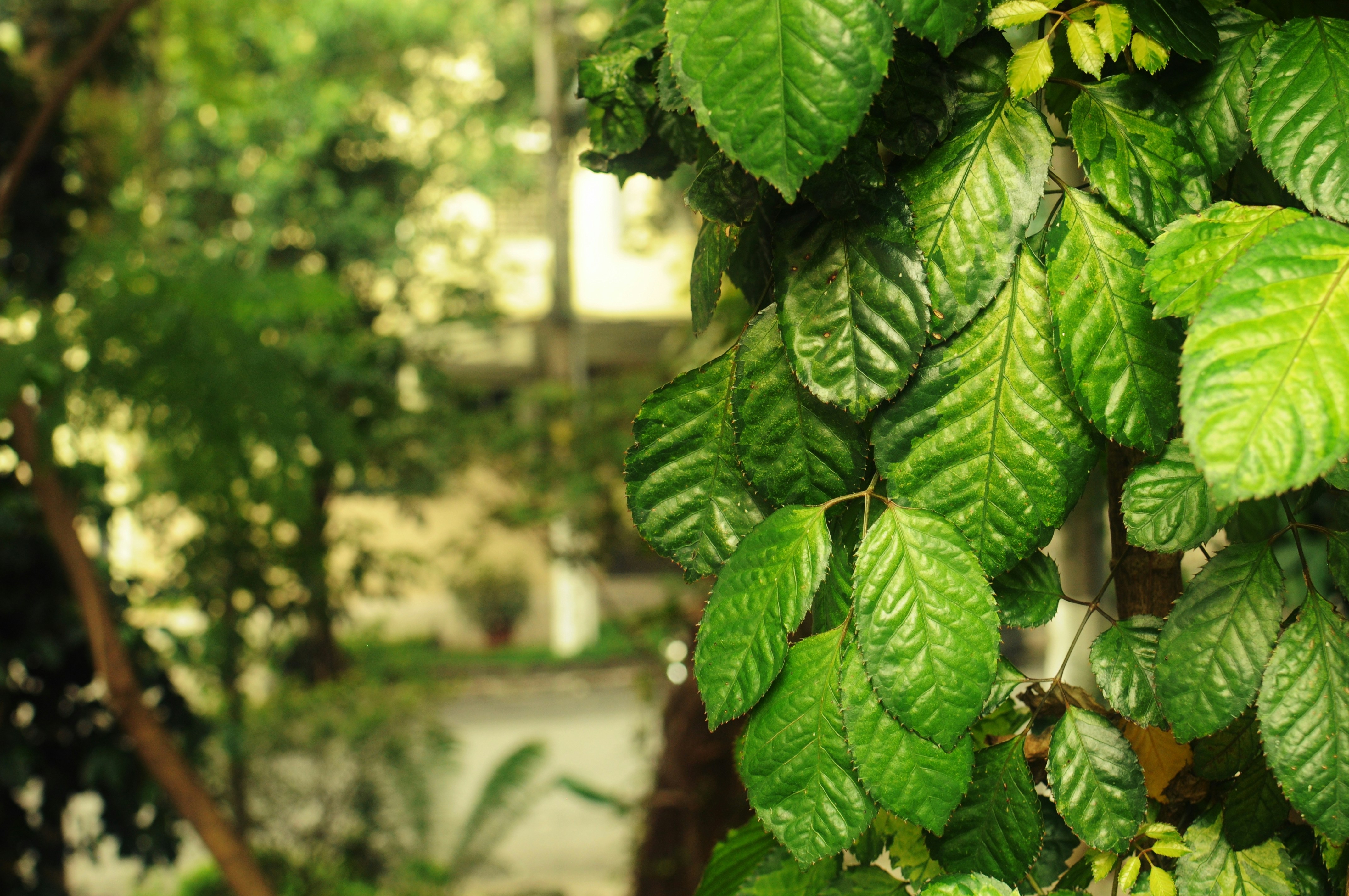 Emerald Veil: A Close-Up of Lush Green Leaves