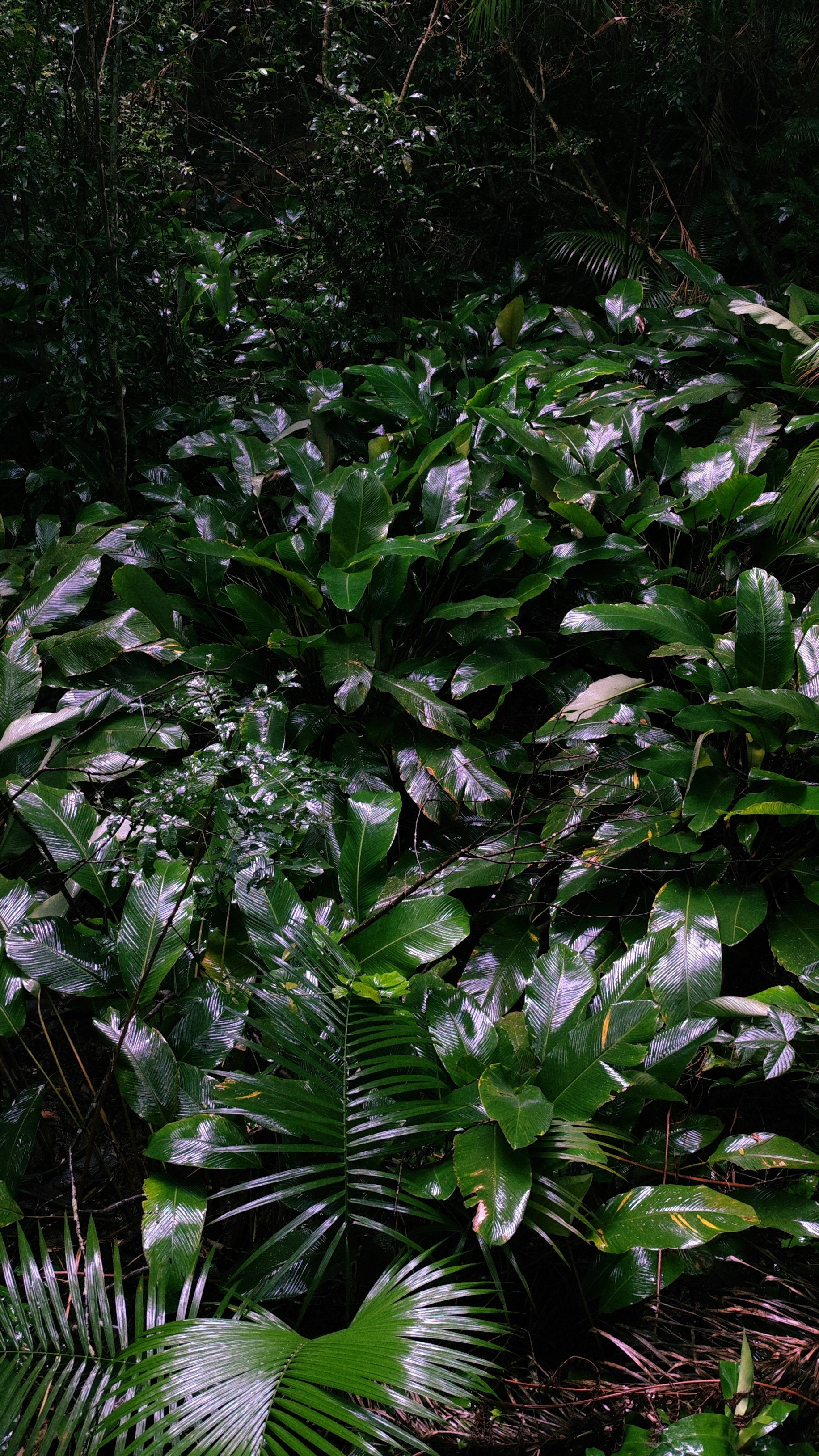 Emerald Understory: Sunlit Leaves in a Quiet Jungle Floor