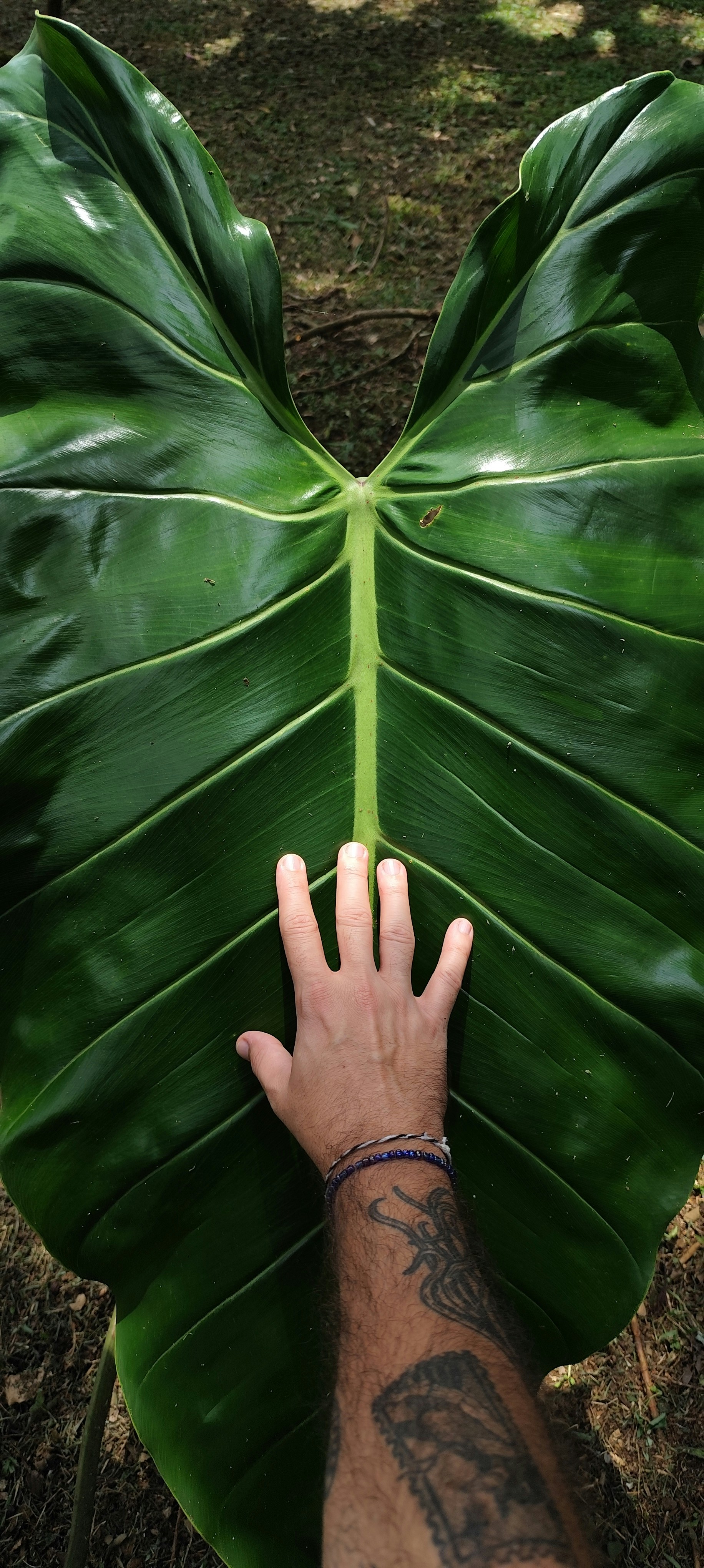Palm-sized Hands on a Giant Leaf: A Touch of Nature
