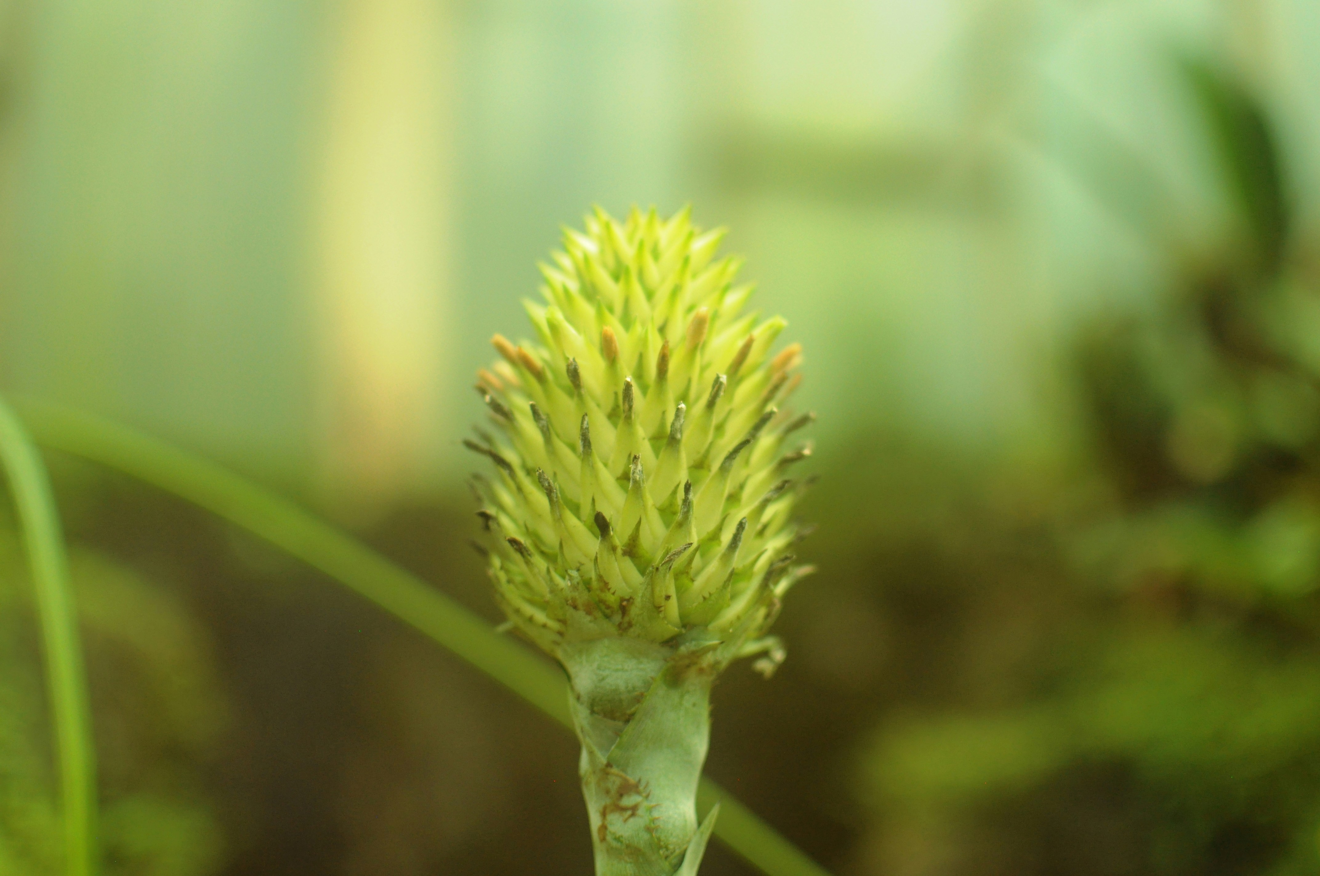 Emerald Cone Amid Green Blur