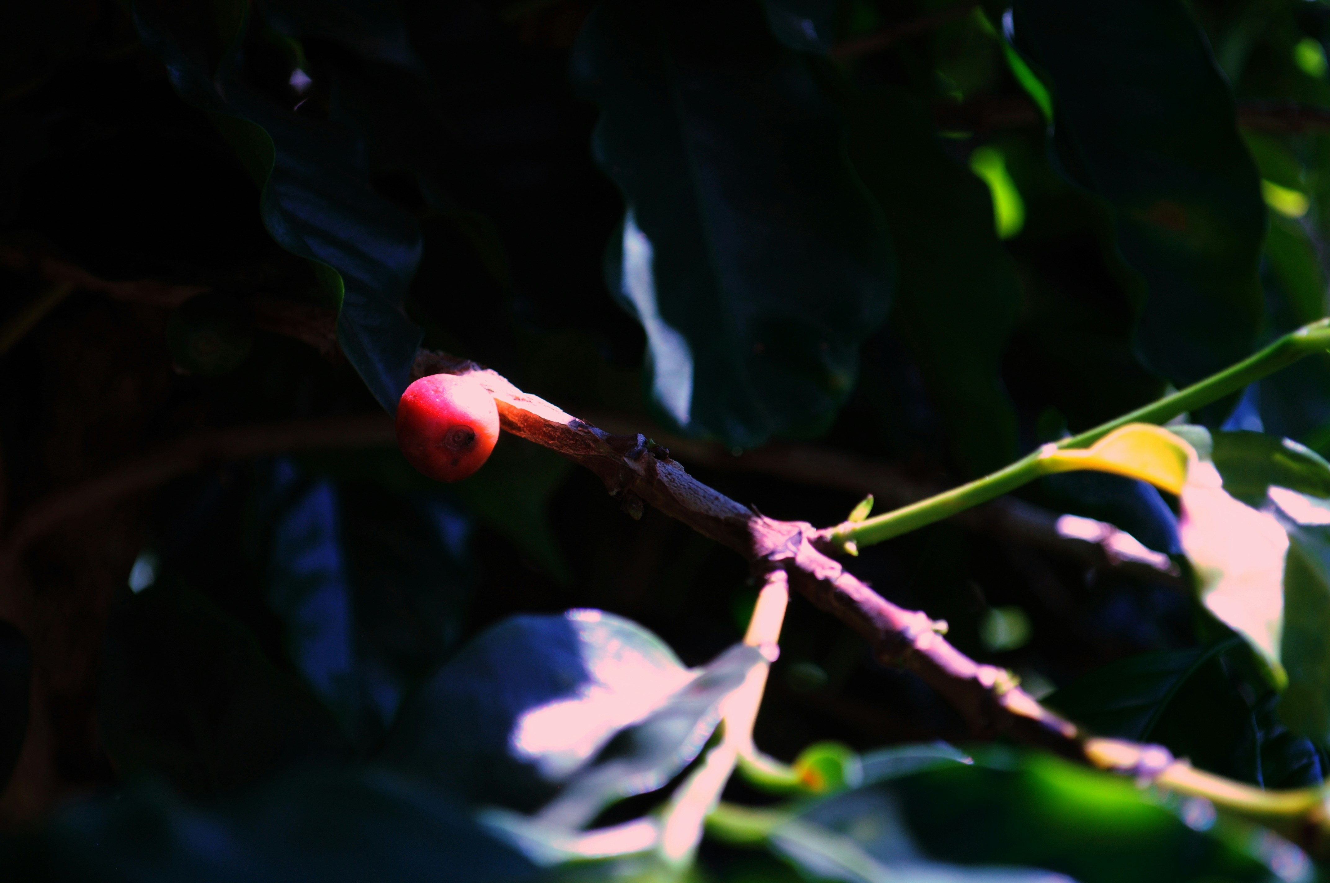 Red Fruit on a Gnarled Branch: A Quiet Moment in the Foliage
