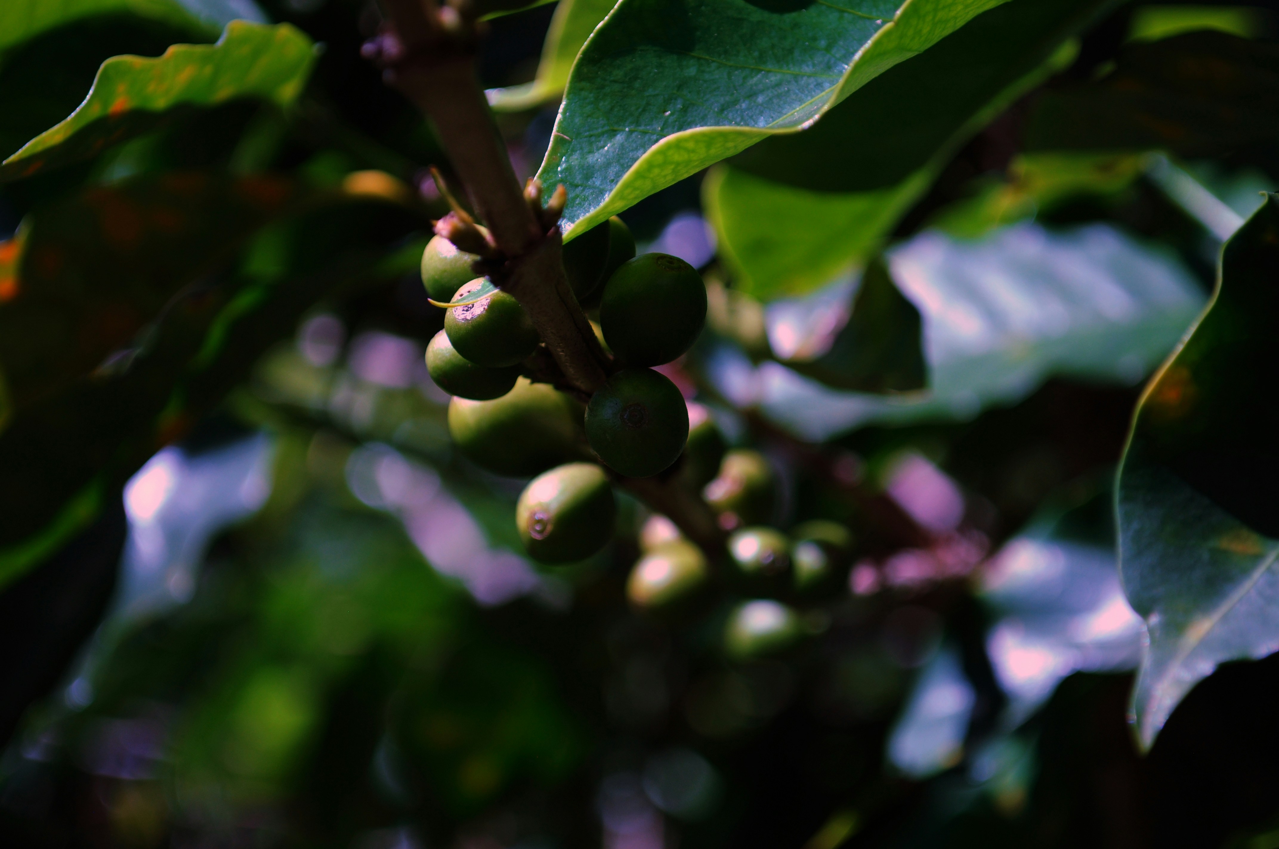 Growing Clusters: A Quiet Moment Among Coffee Leaves