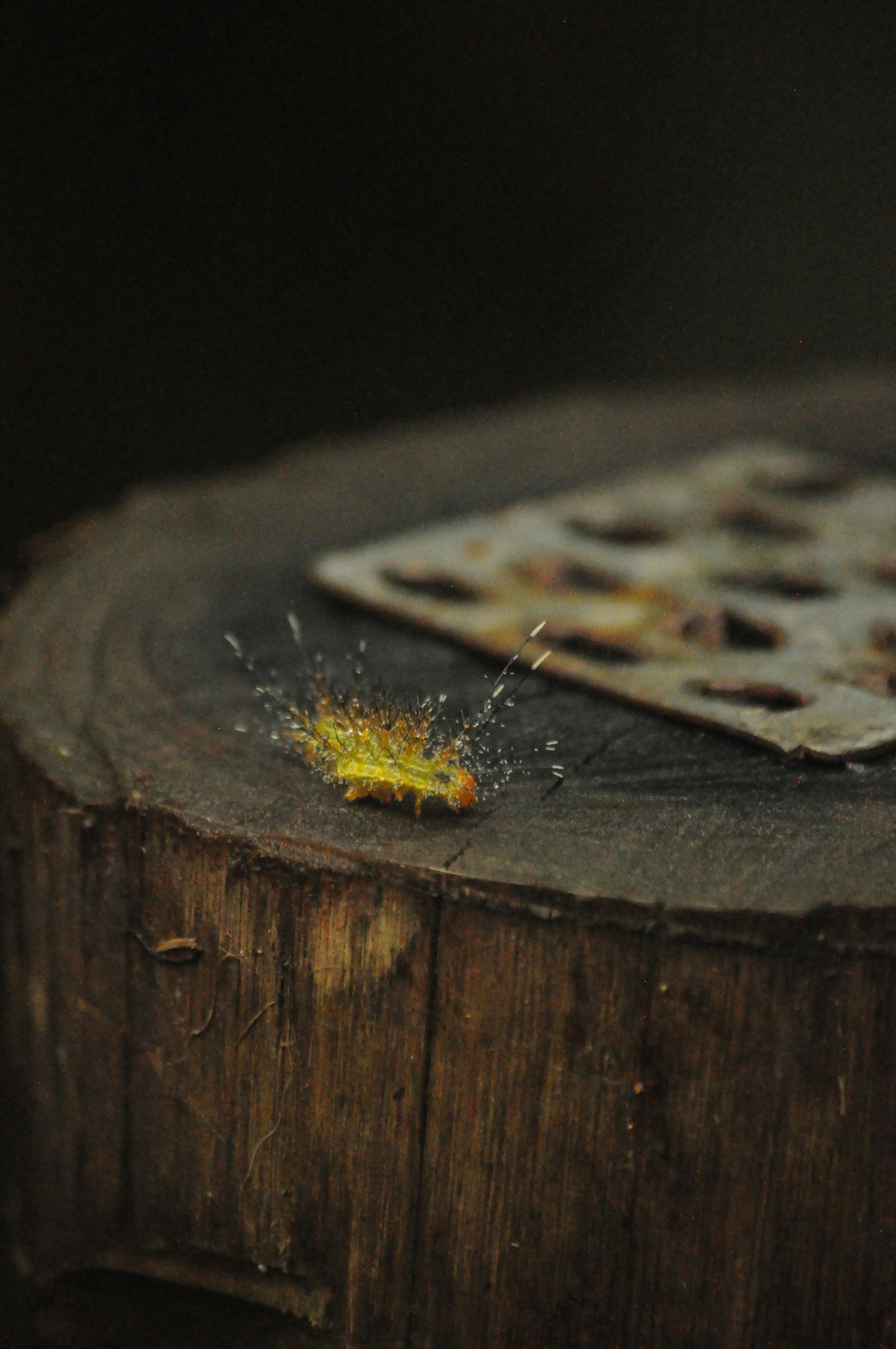 Emerald Speck Adrift on Weathered Wood