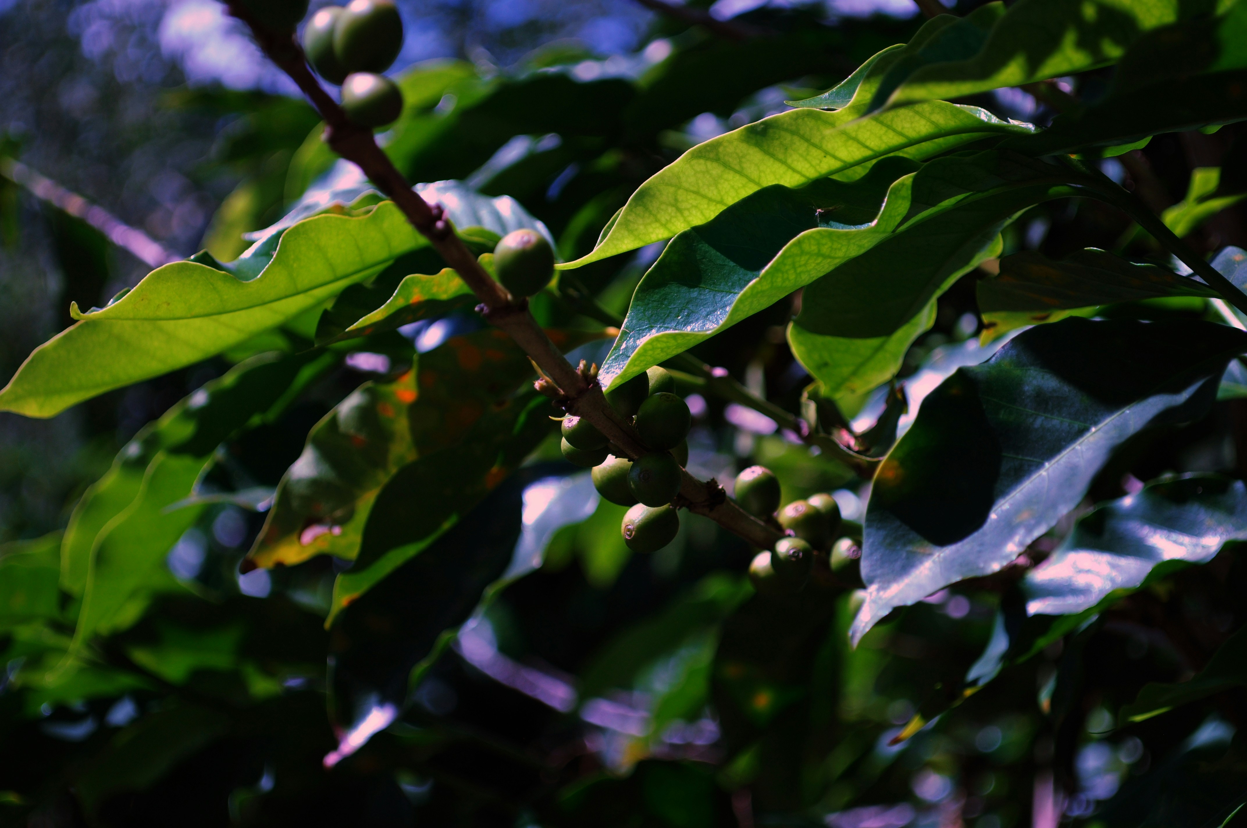 Green Berries and Sunlit Leaves on a Branch
