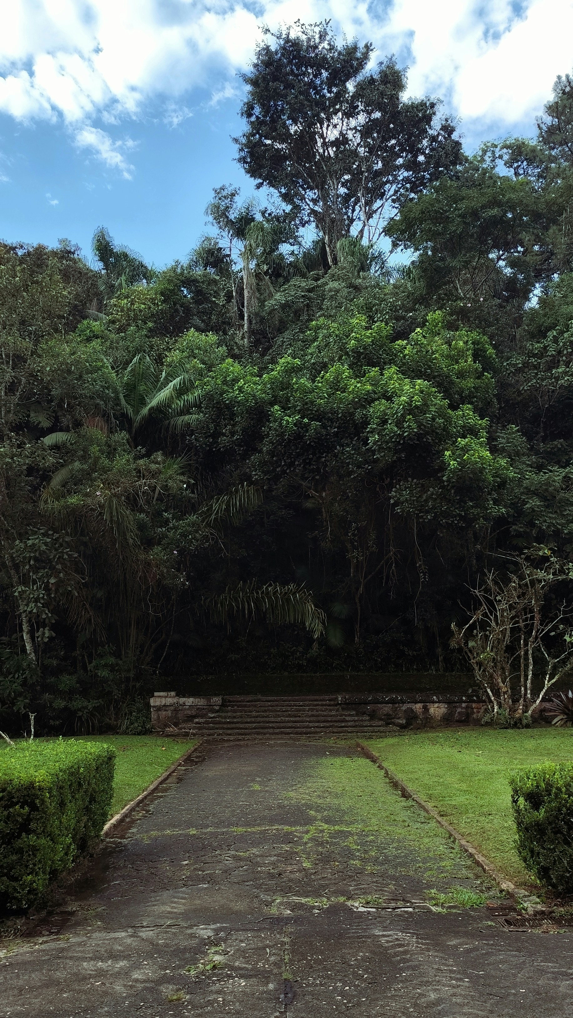 Pathway to a Verdant Clearing