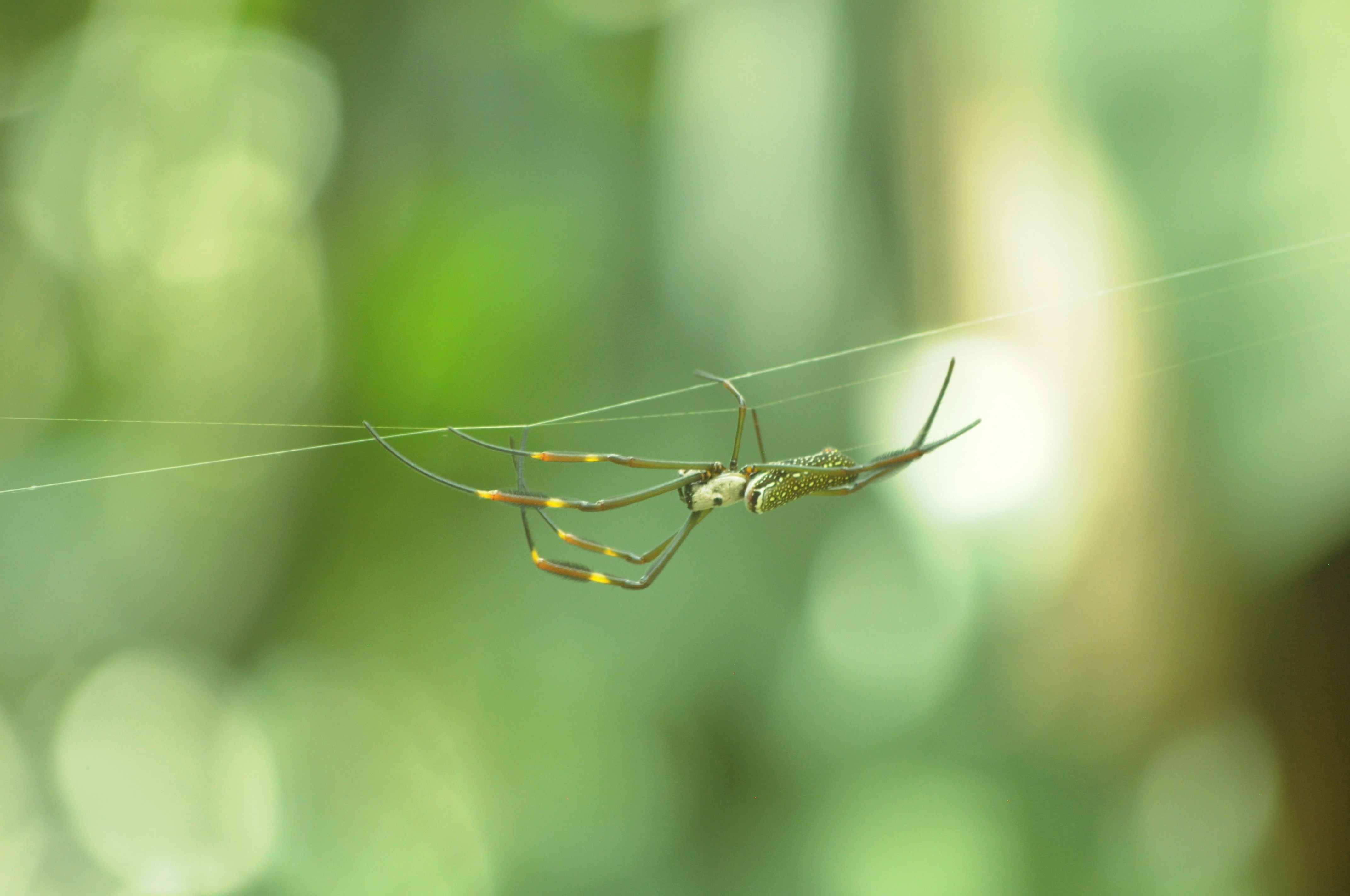 Suspended Archer: a spider pauses mid-web against a green blur