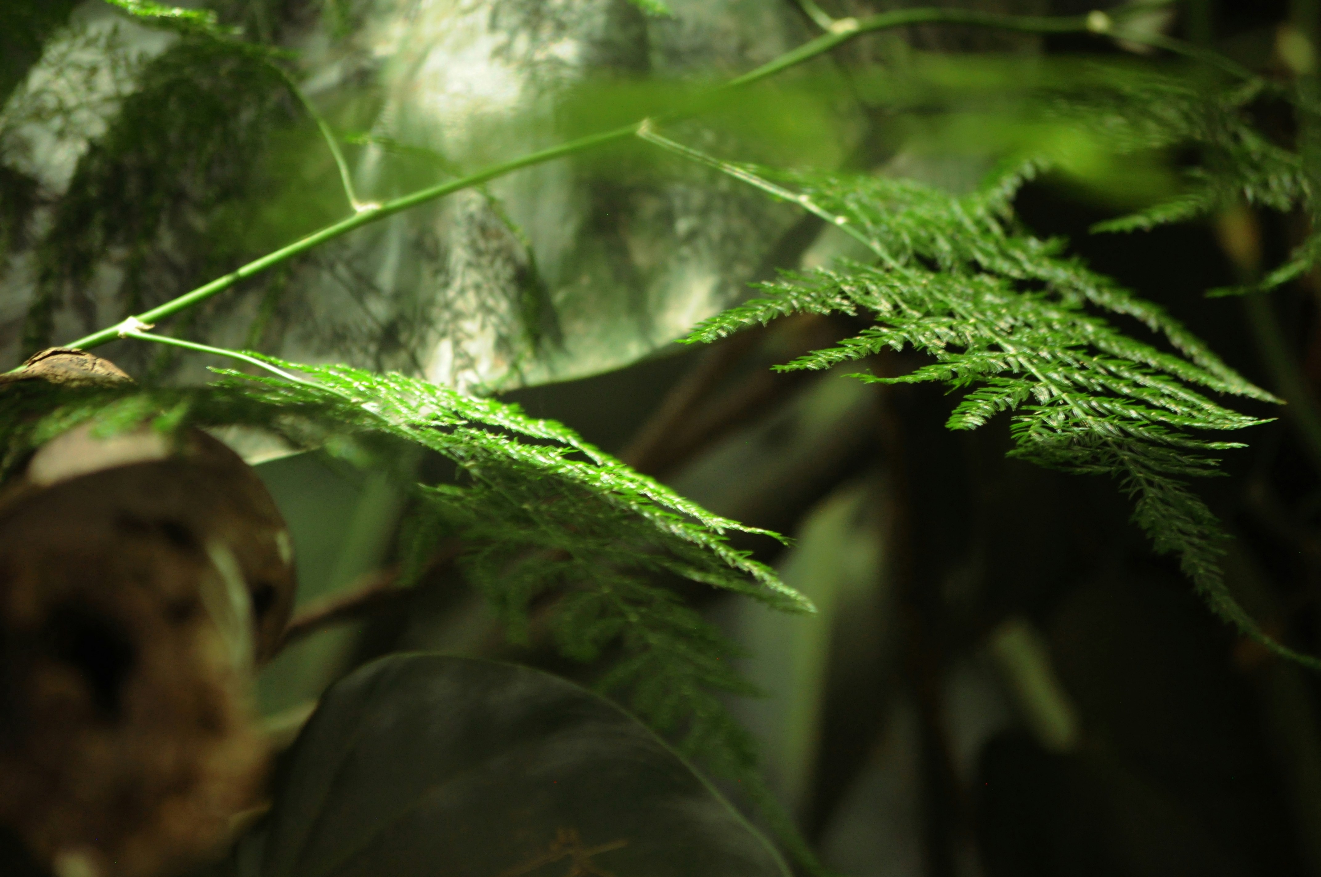 Verdant Fronds in a Quiet Forest