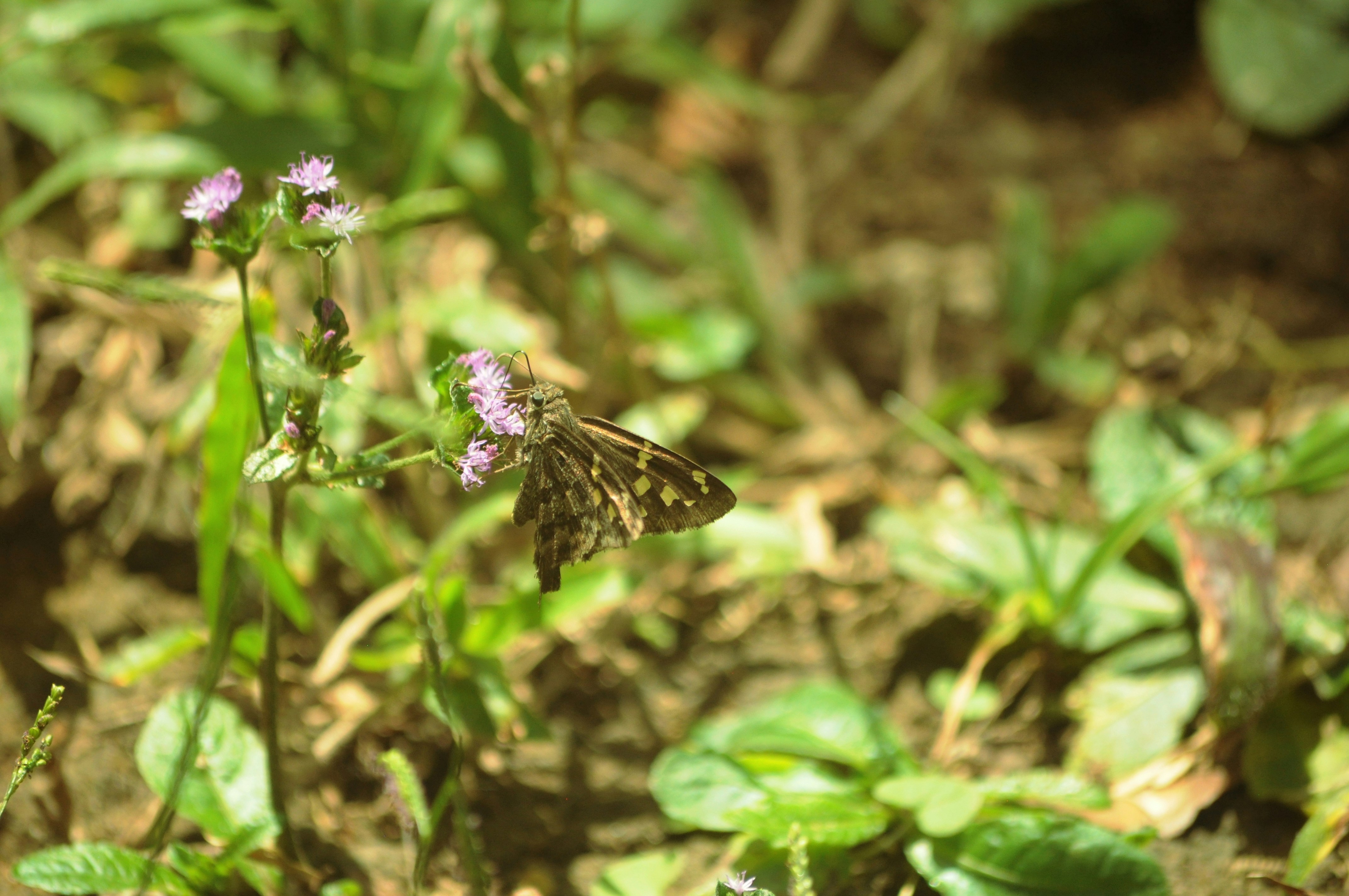 Winged Moment on a Flower Meadow