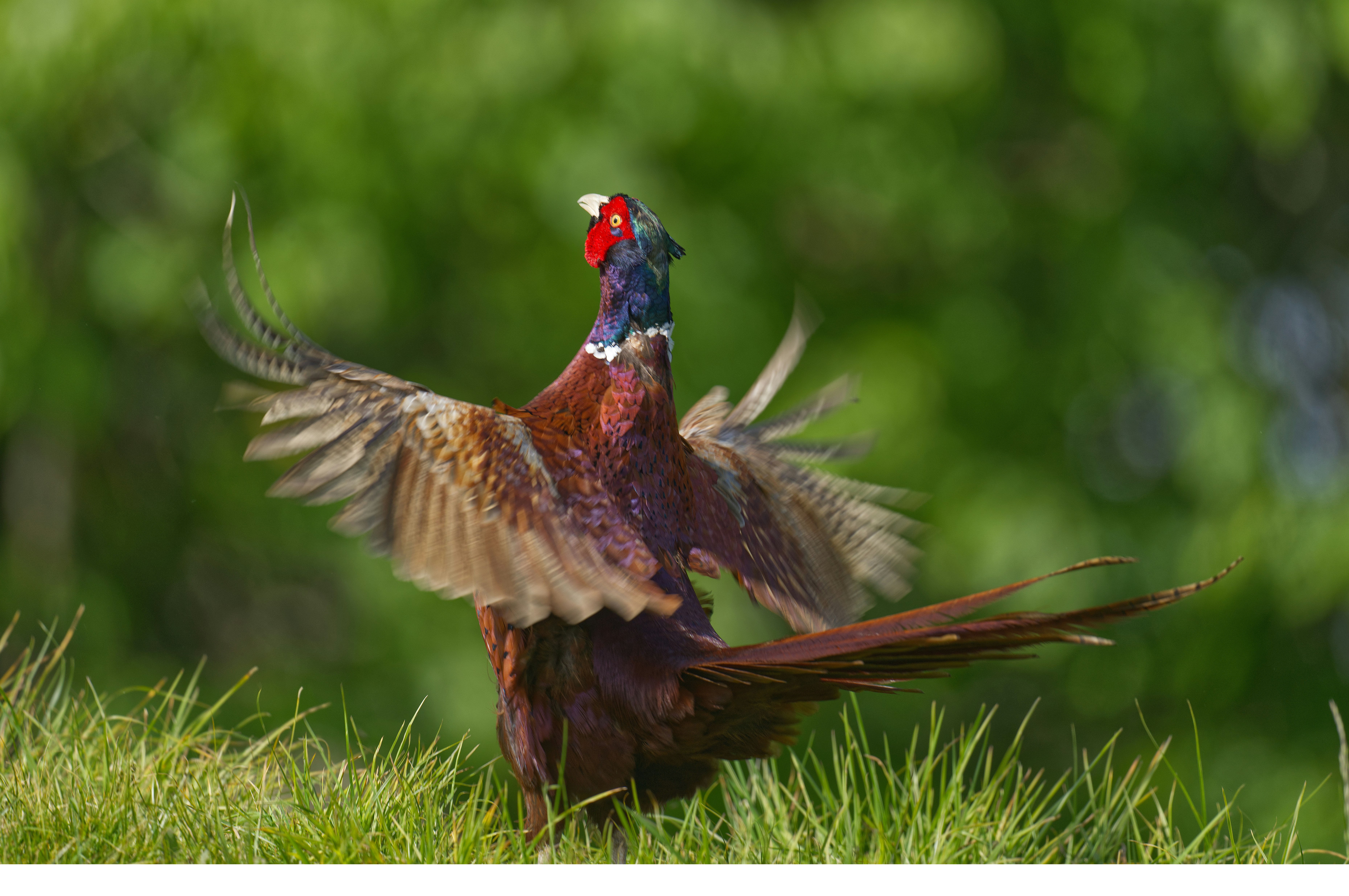 Red-crowned Display: A pheasant erupts in grass at the edge of green