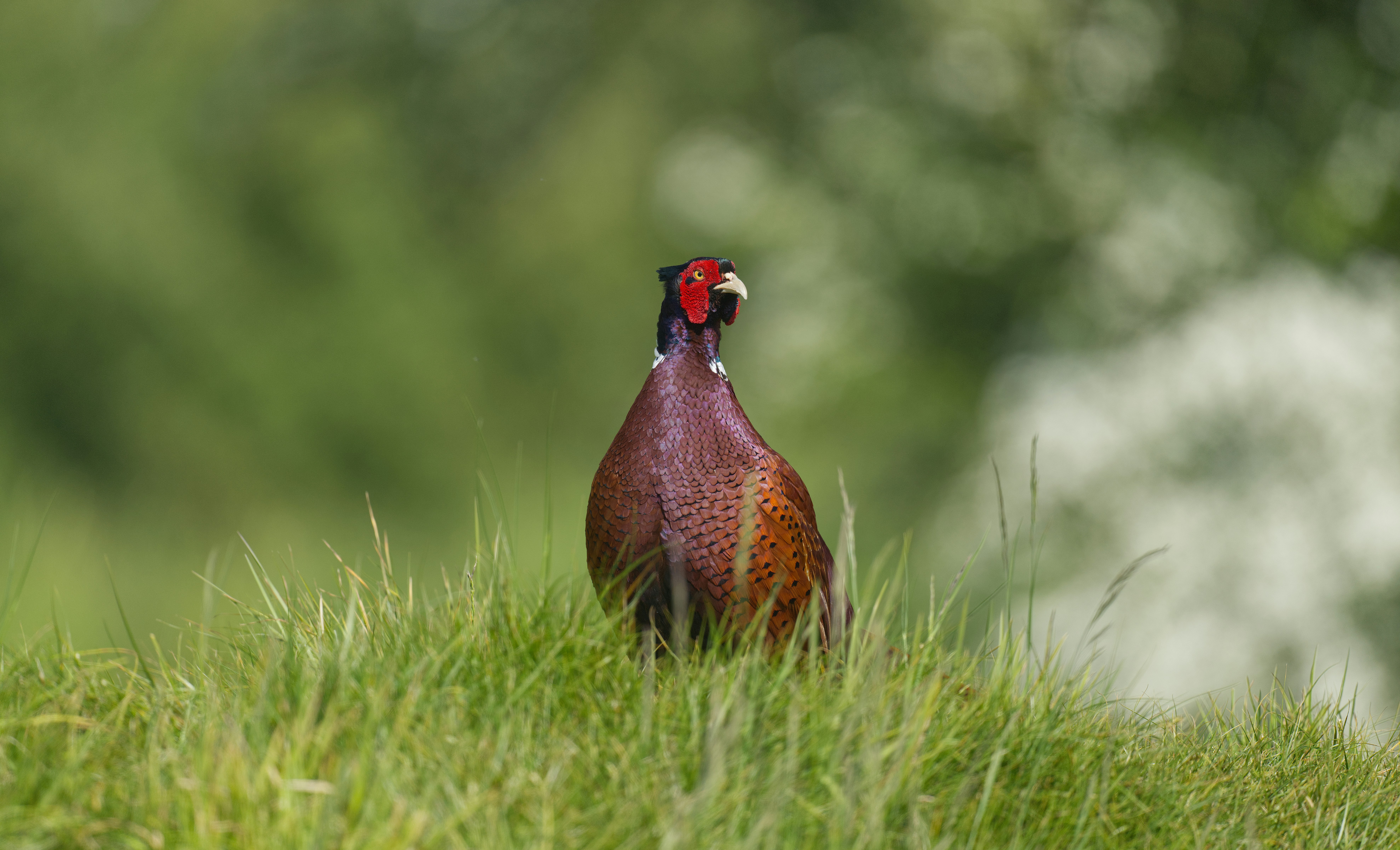 Red Grouse on the Crest: A Brave Moment Above the Meadow