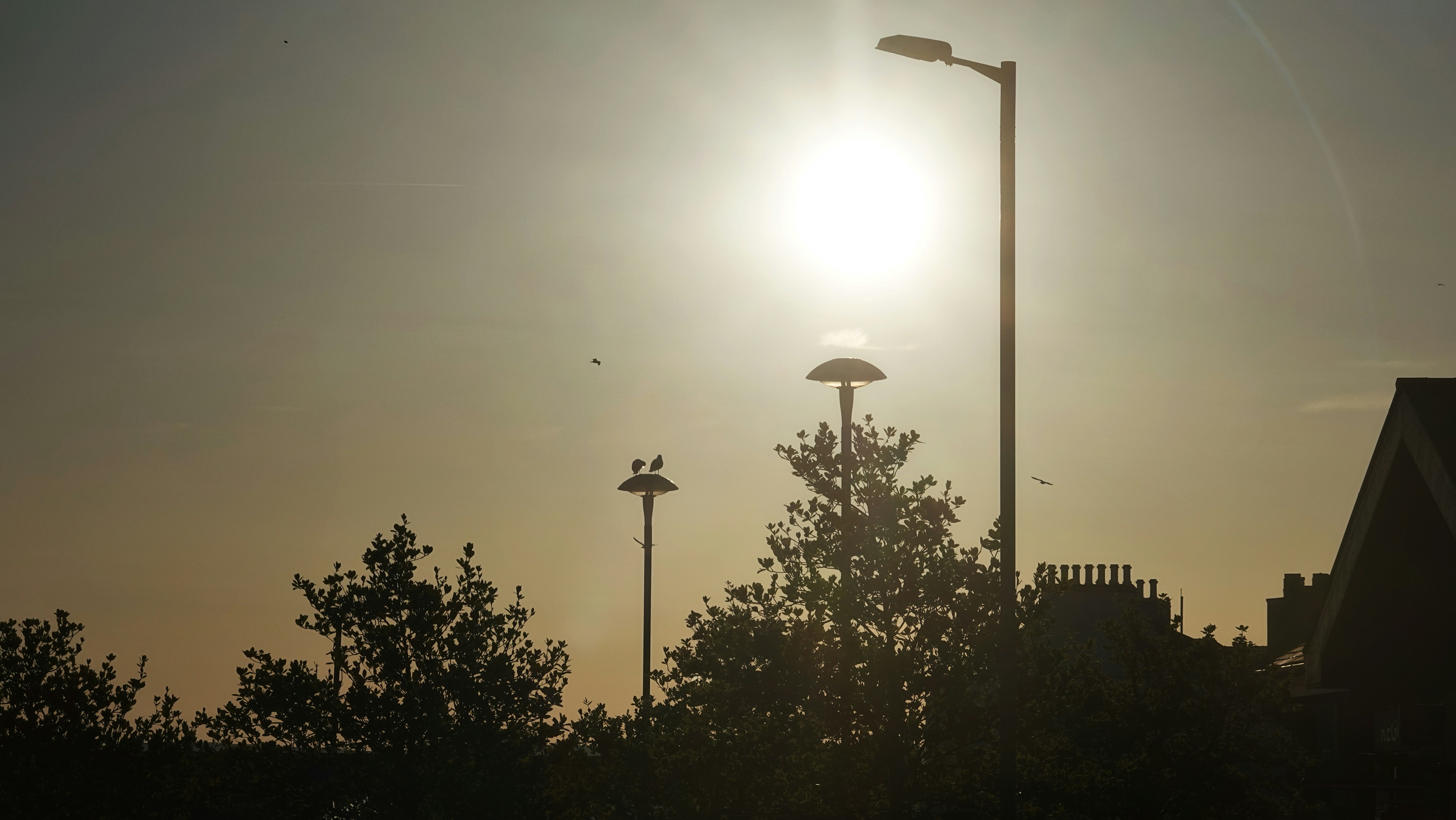 Late Sun Over Quiet Street: Silhouetted Trees Against a Dusk Sky