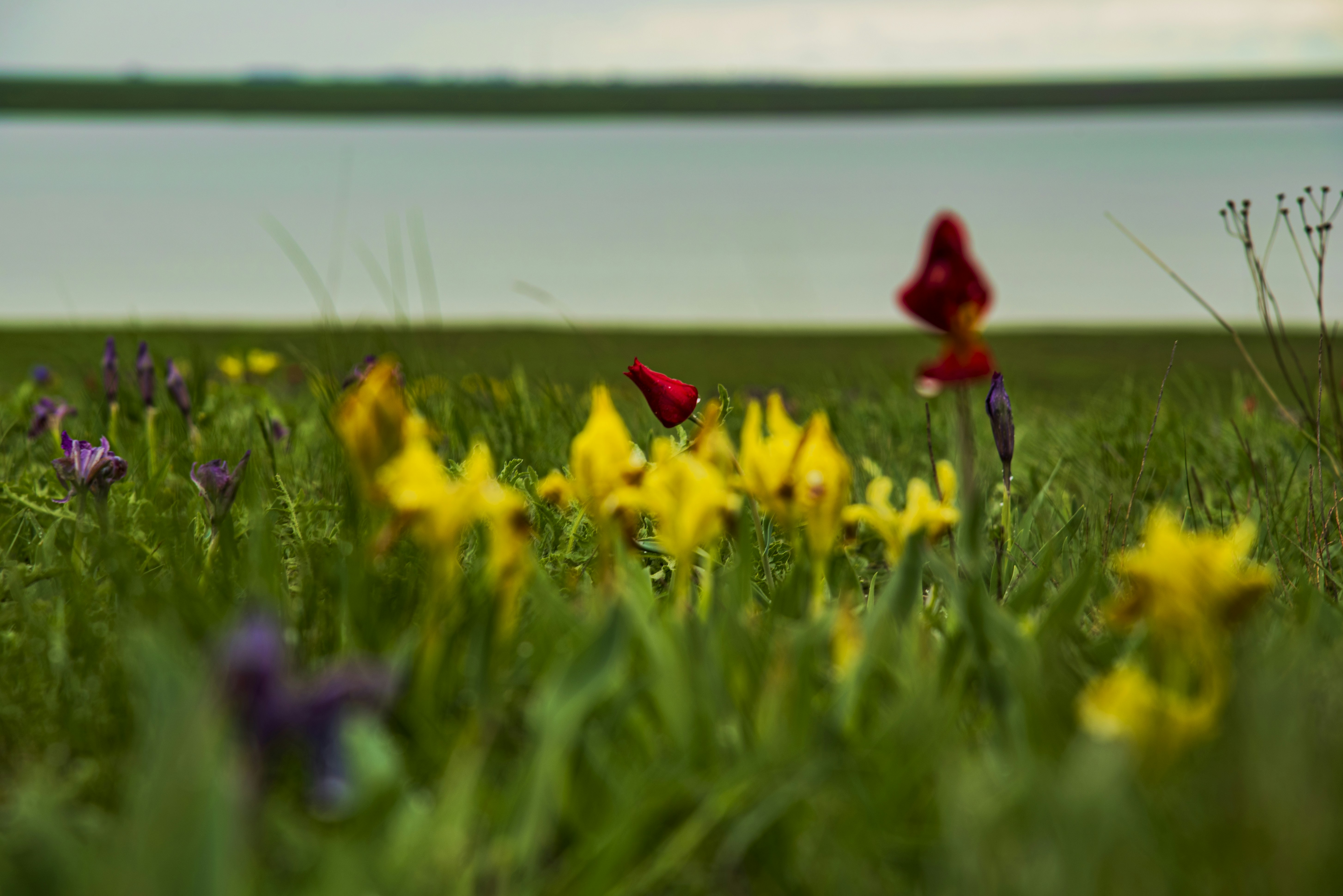 Field of Sidelit Color: Iris Red Among Yellow and Purple