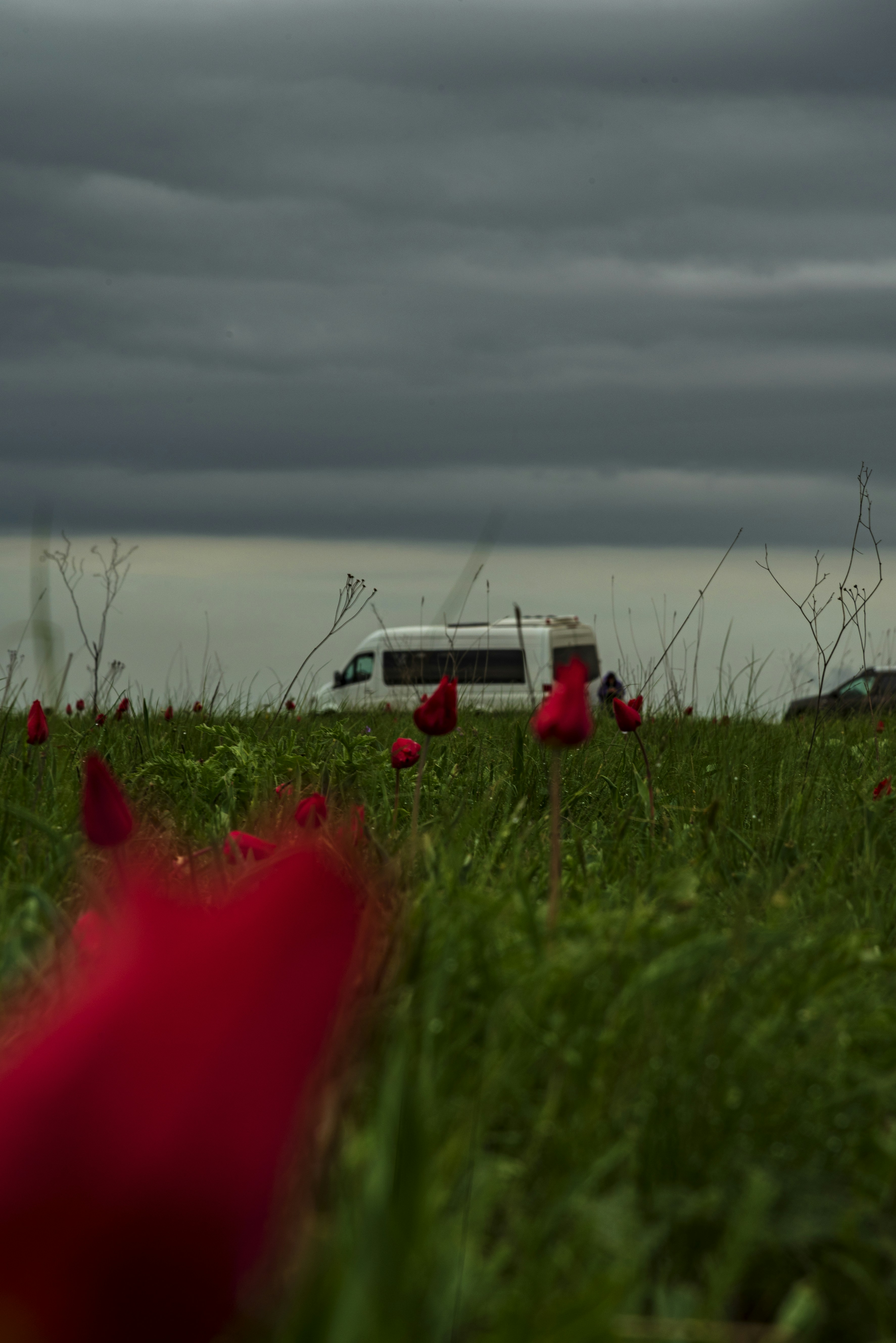 Red Poppies on a Green Horizon: A Bus in the Distance