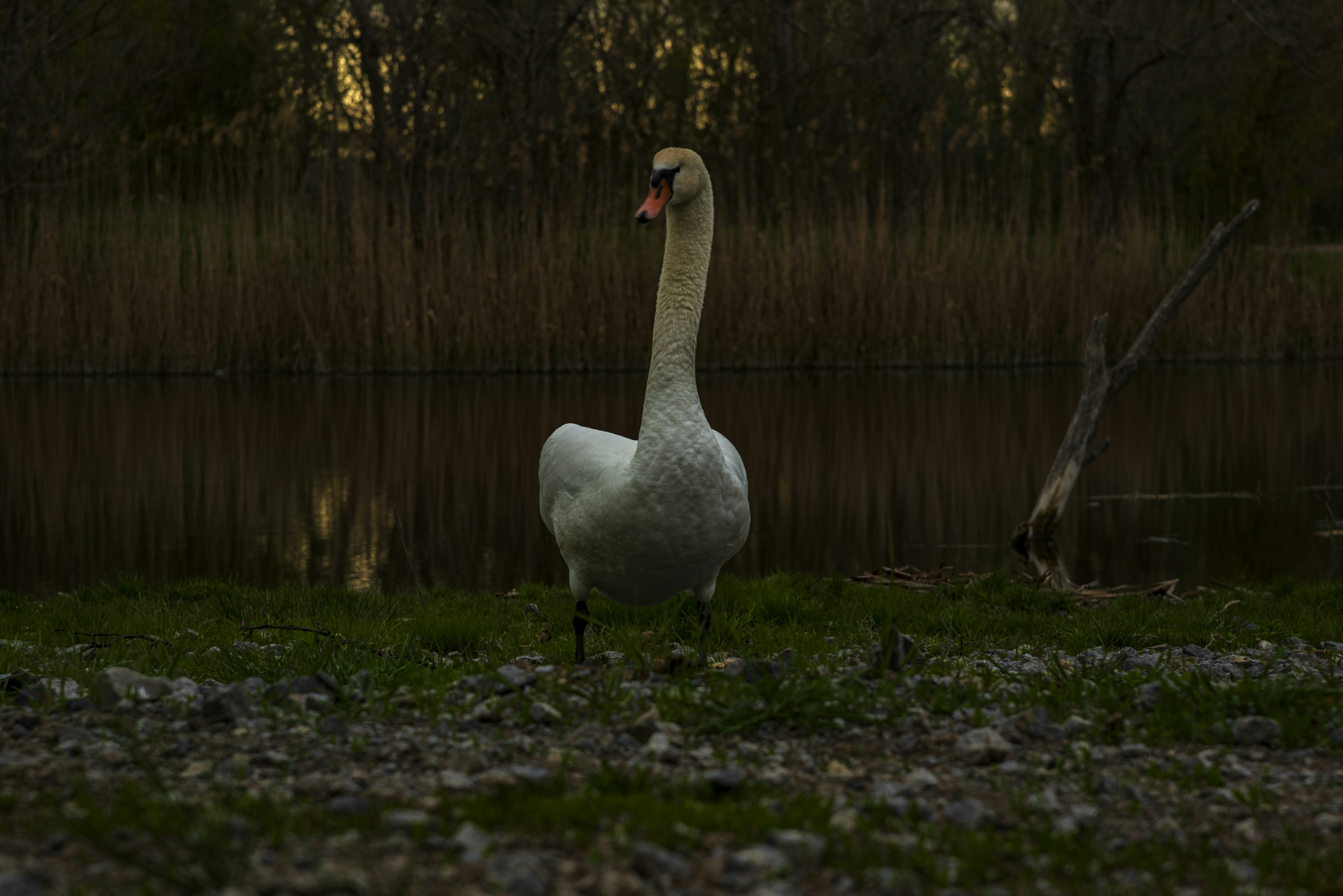 Alone by the Still Waters: A Swan at Dusk