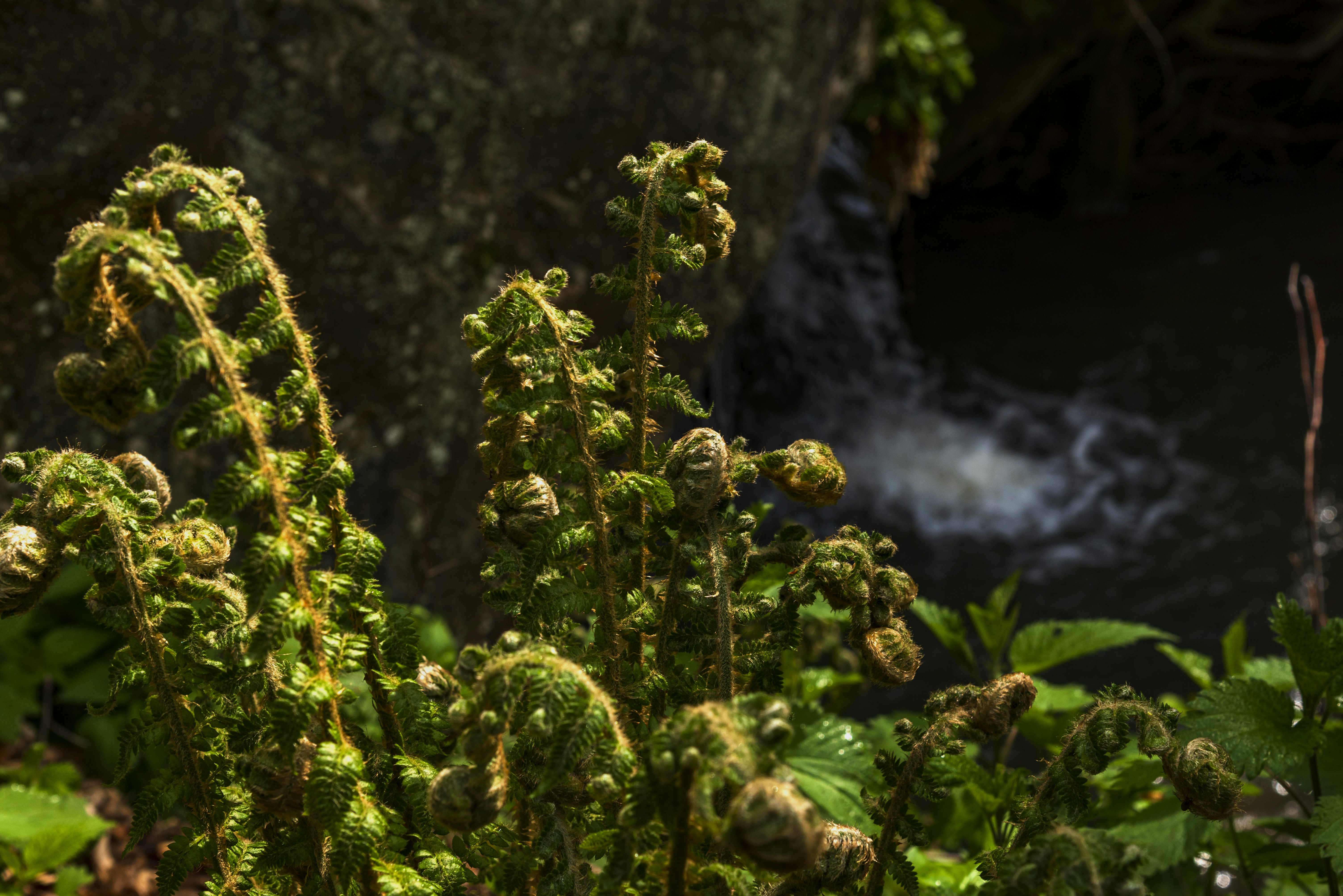 Coiled Ferns at the Edge of a Quiet Stream