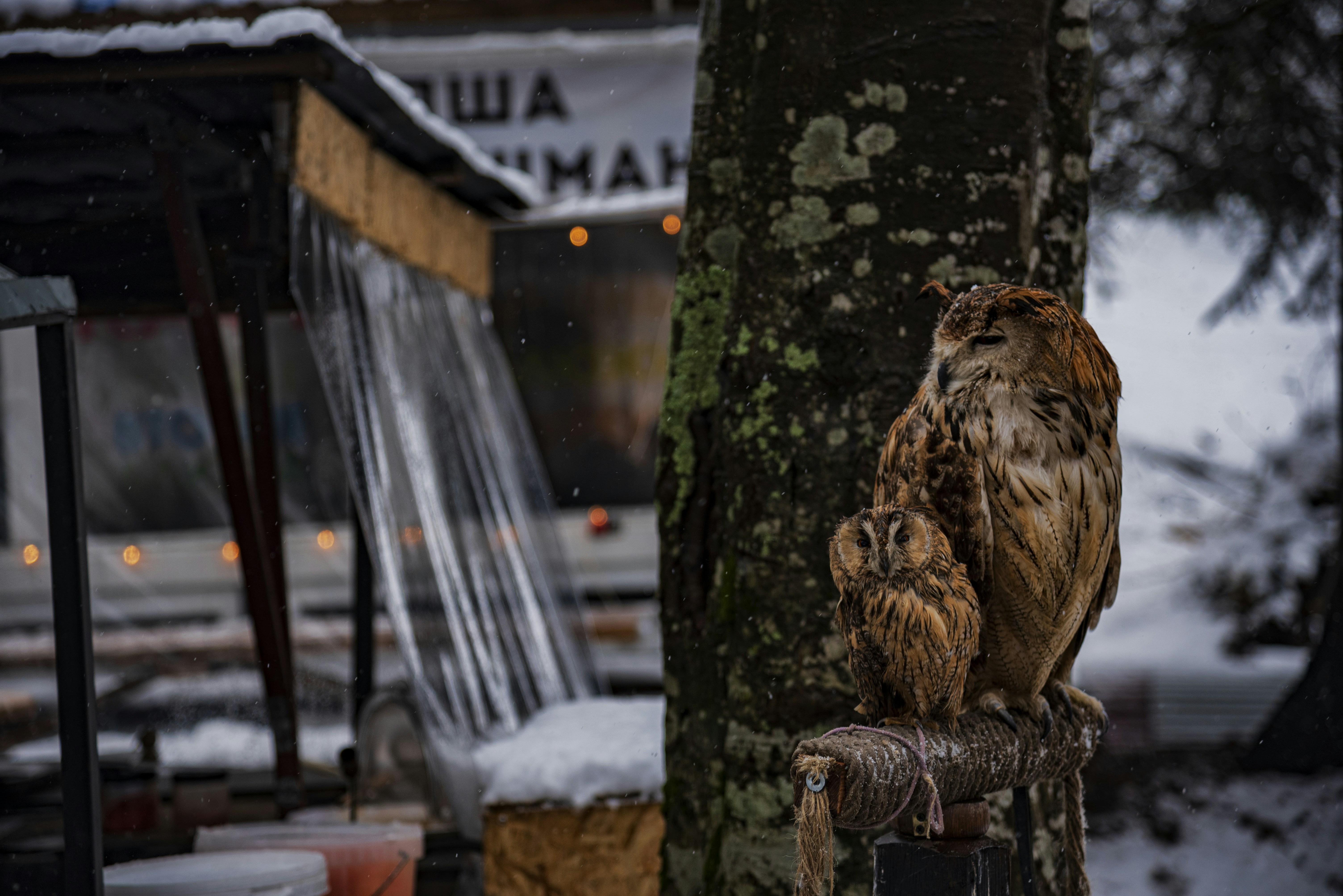 Two Owls on a Snowy Tree Branch in Misty Urban Forest