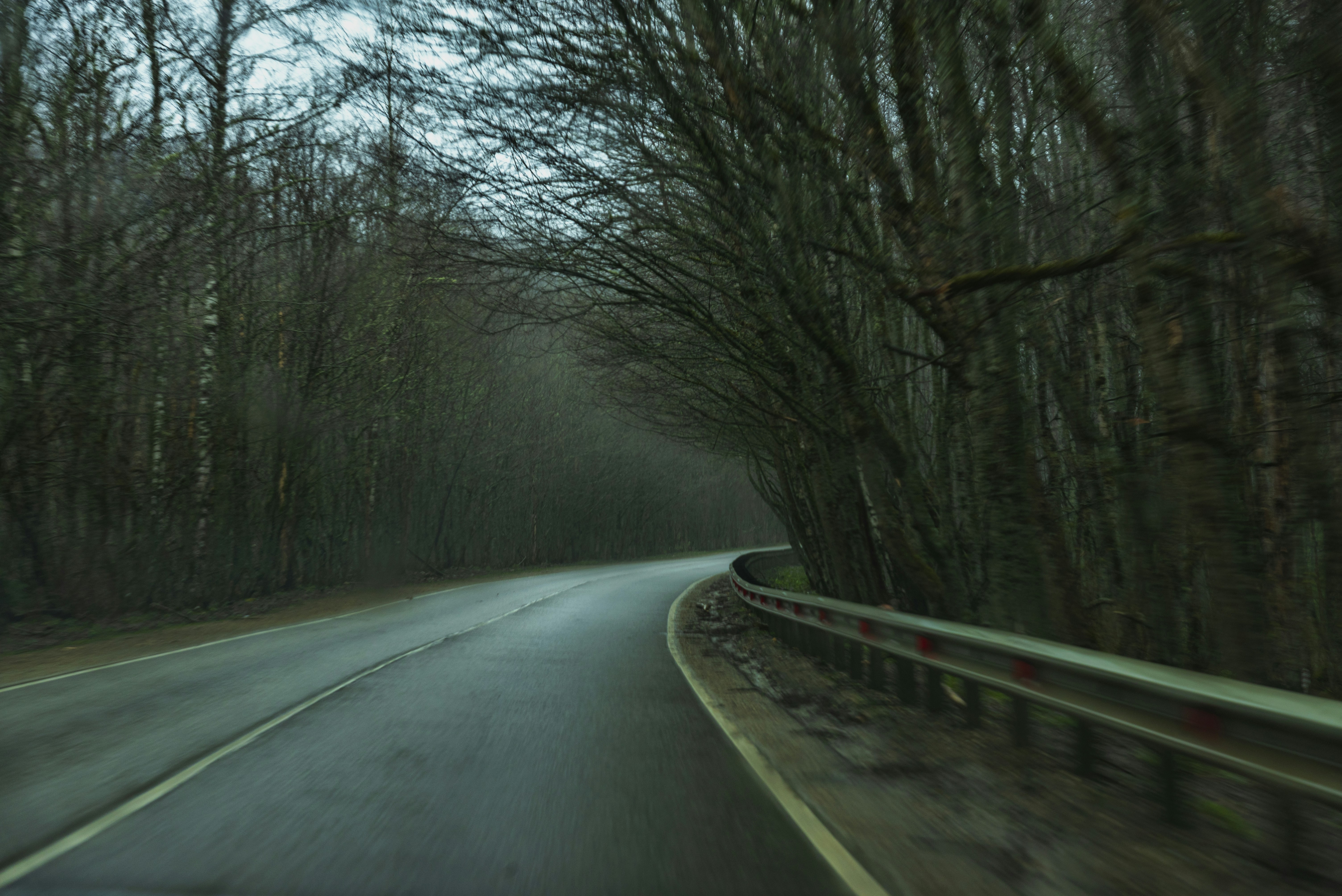 Whispering Curve: A Road Faintly Vanishes into a Forest Corridor