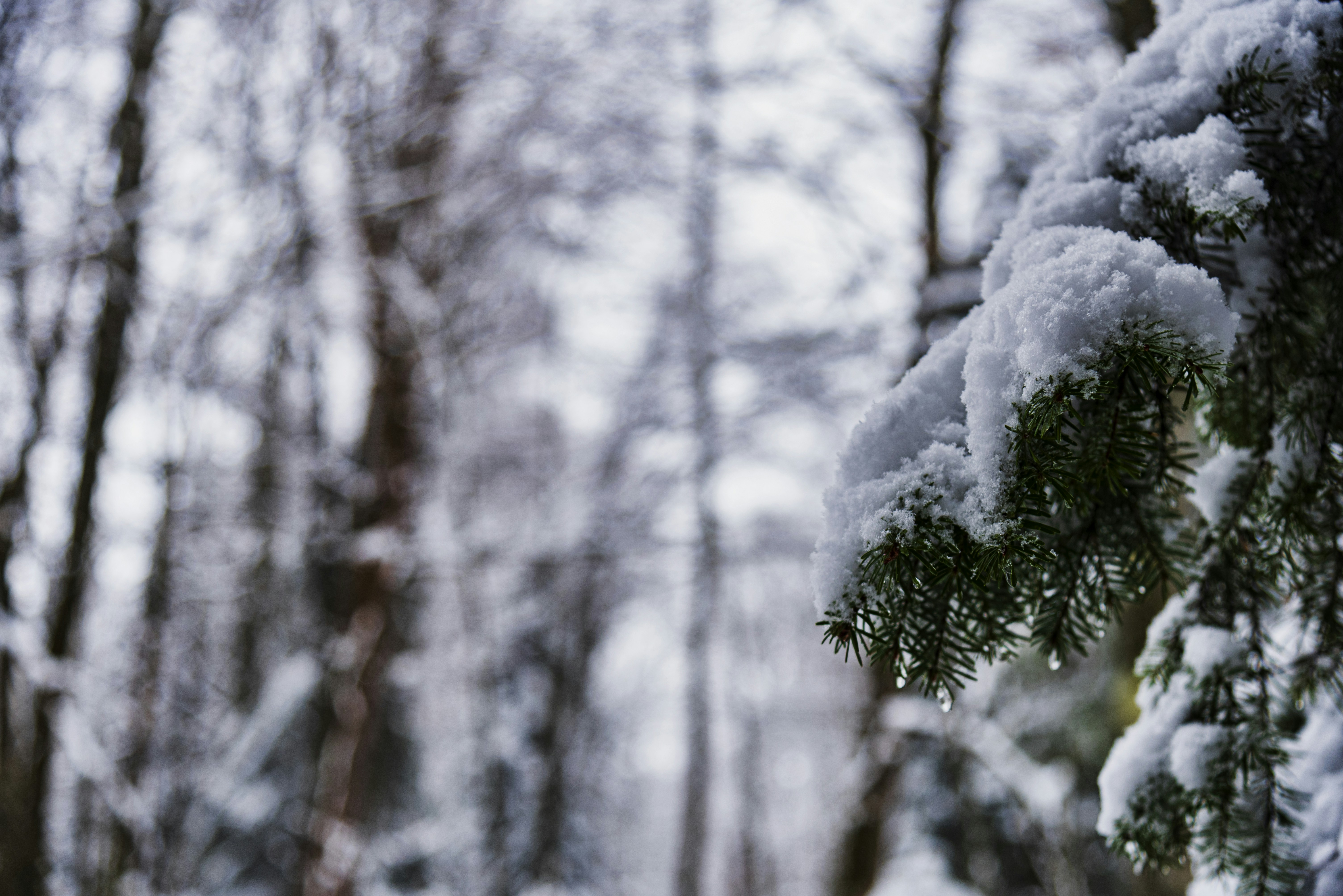 Snow-Coated Pine Whispers in a Winter Forest
