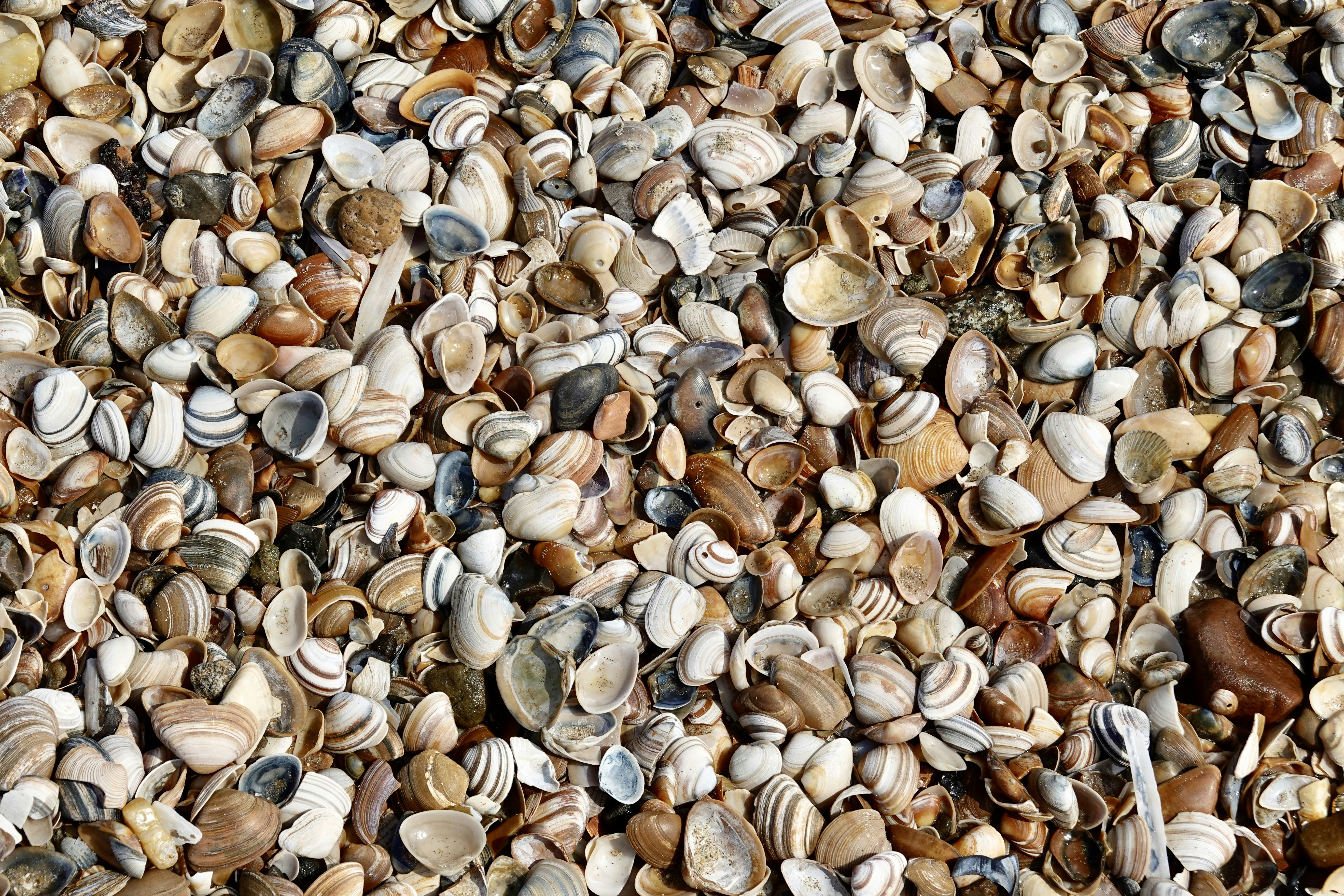 Sunlit Seashell Mosaic