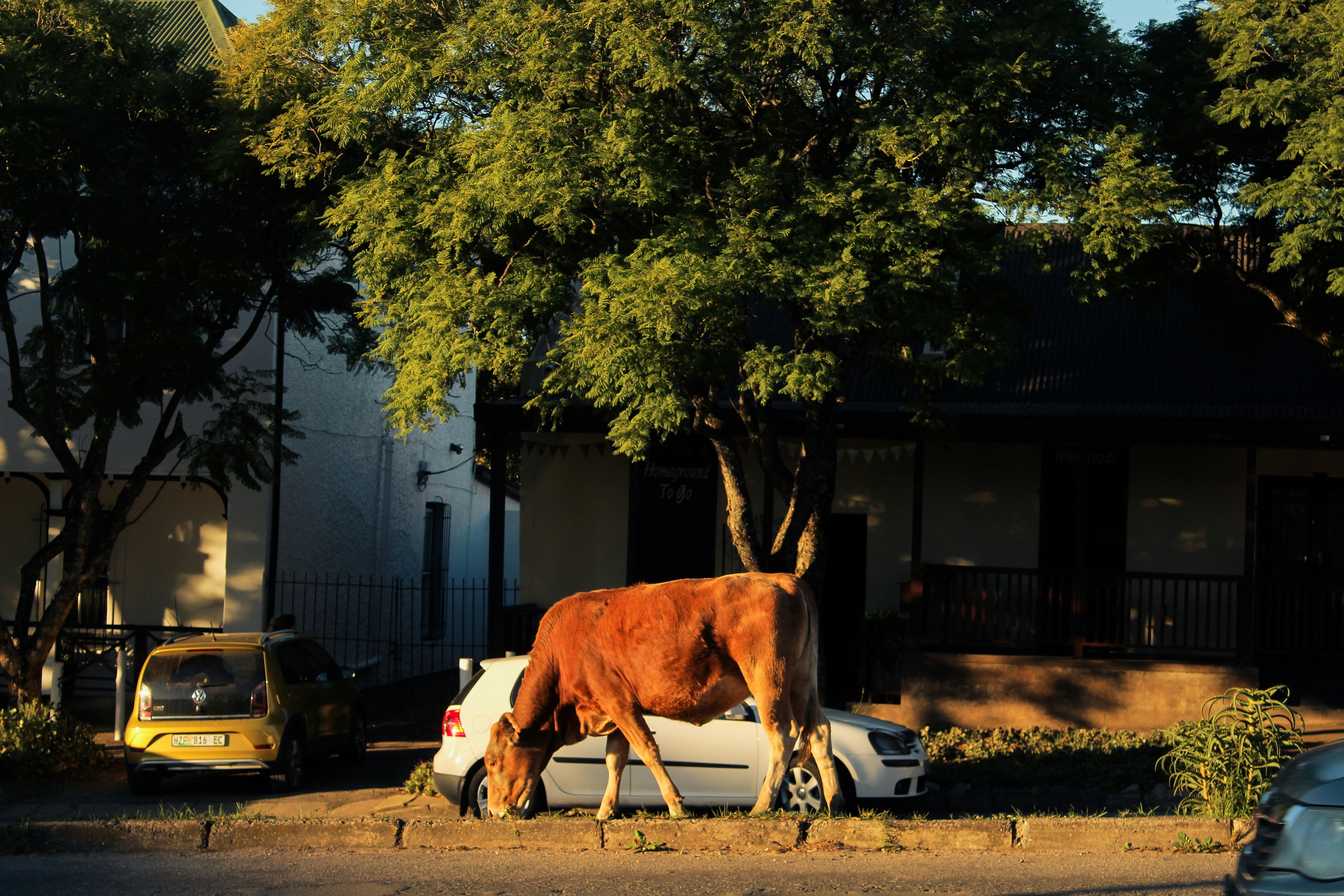 Sunlit Cow in a Quiet Urban Parking Lot