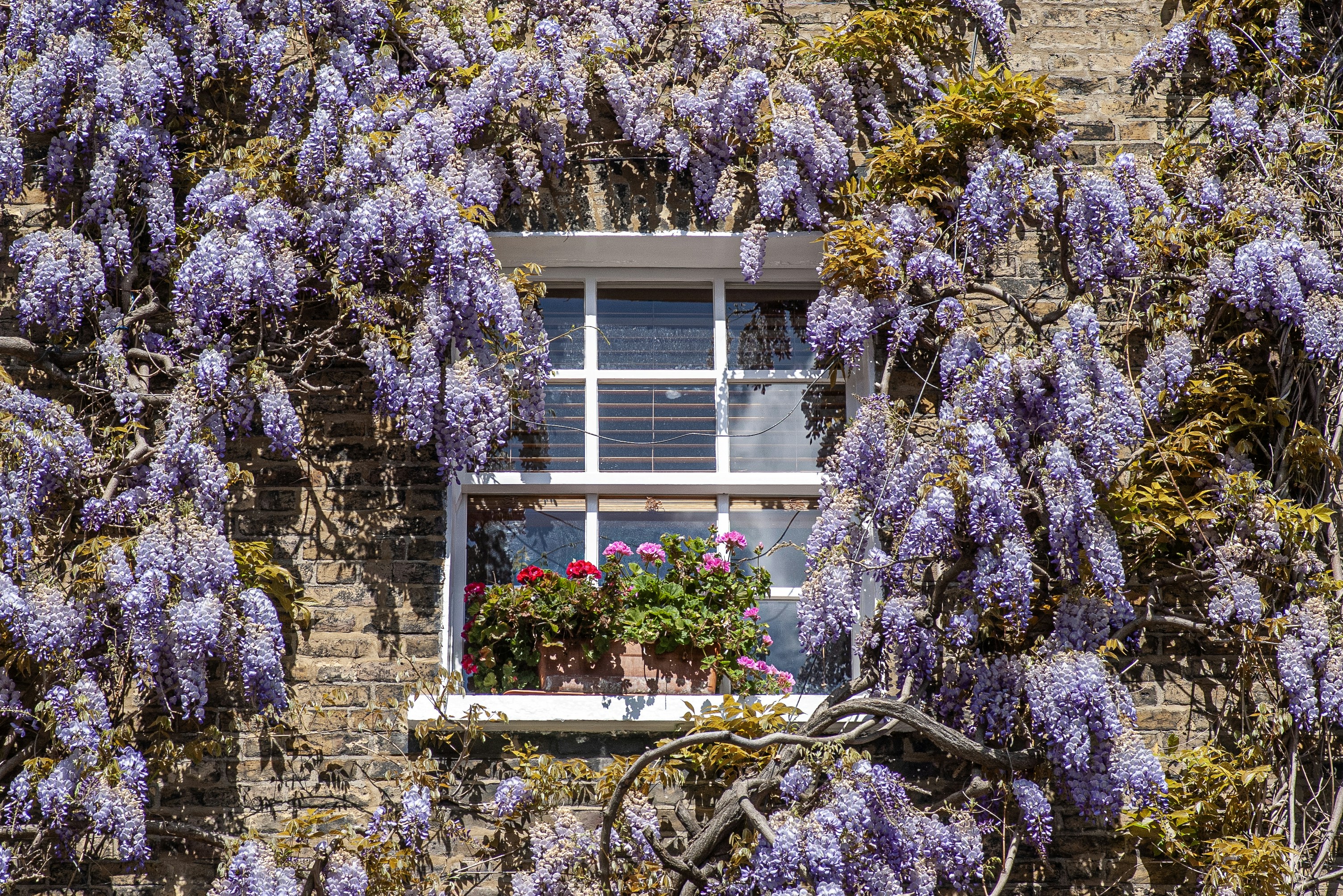 Wisteria Curtain Over a Windowsill Garden
