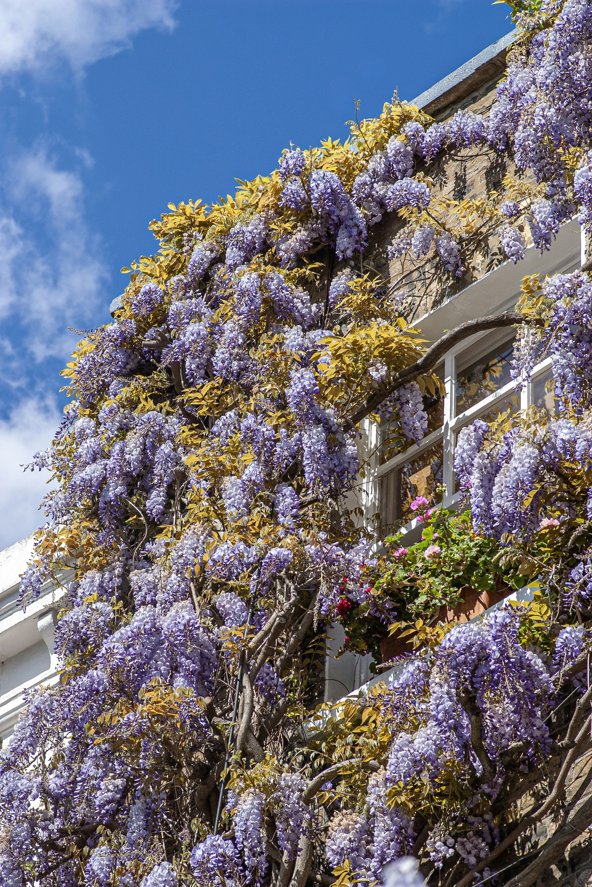 Wisteria Cascade on a Bright Facade