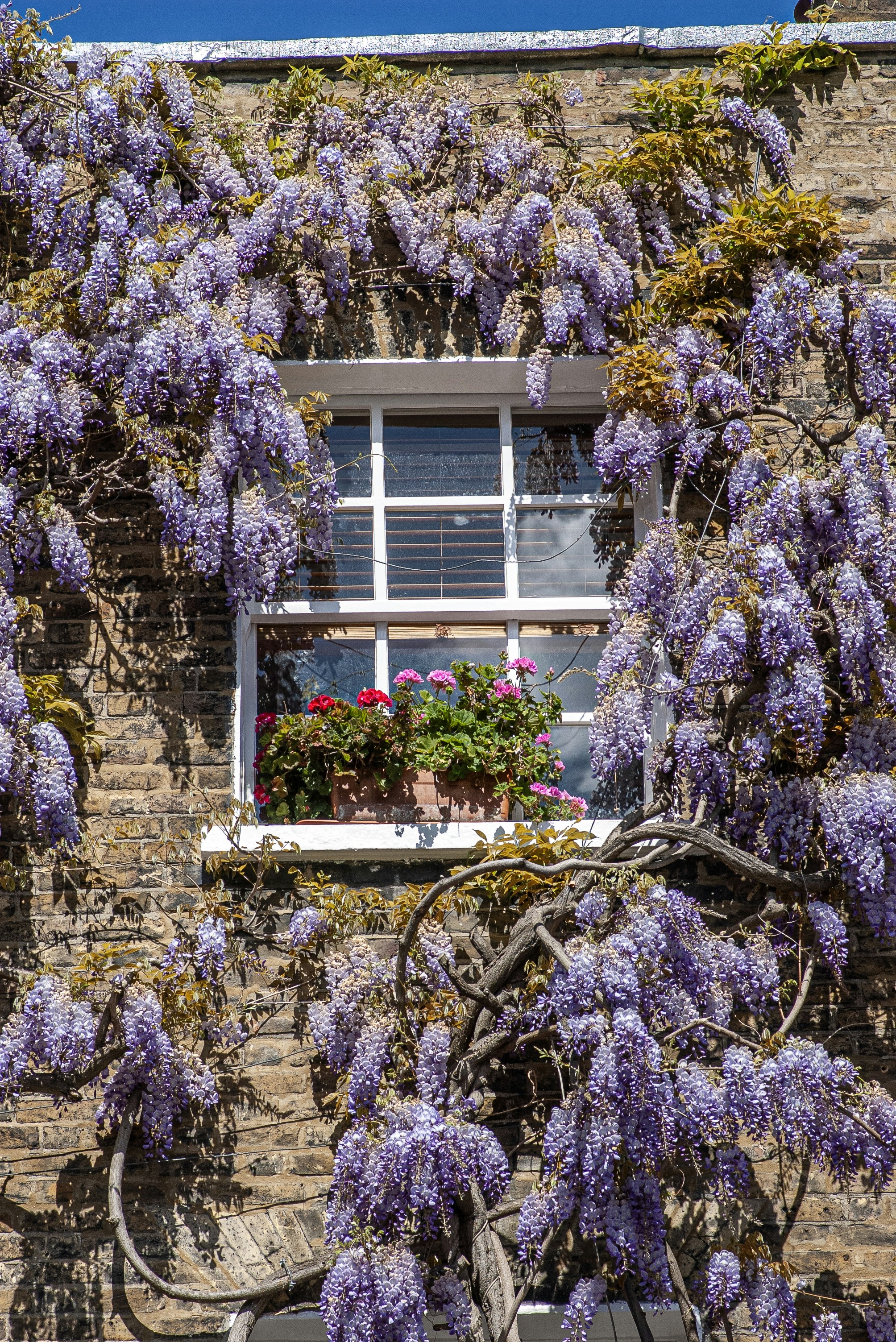 Wisteria Cascade Over a Stone Window