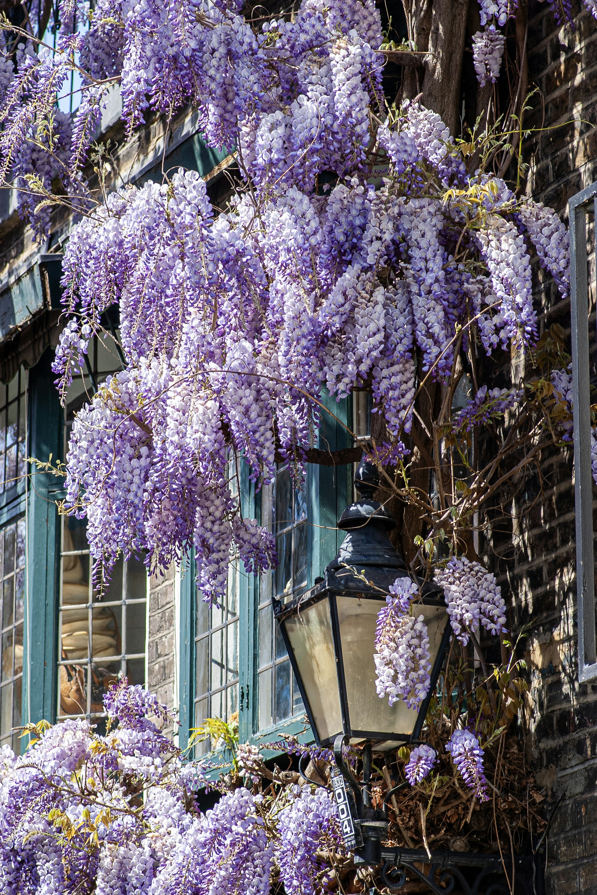 Vine-draped lanterns: a lavender cascade along a weathered facade