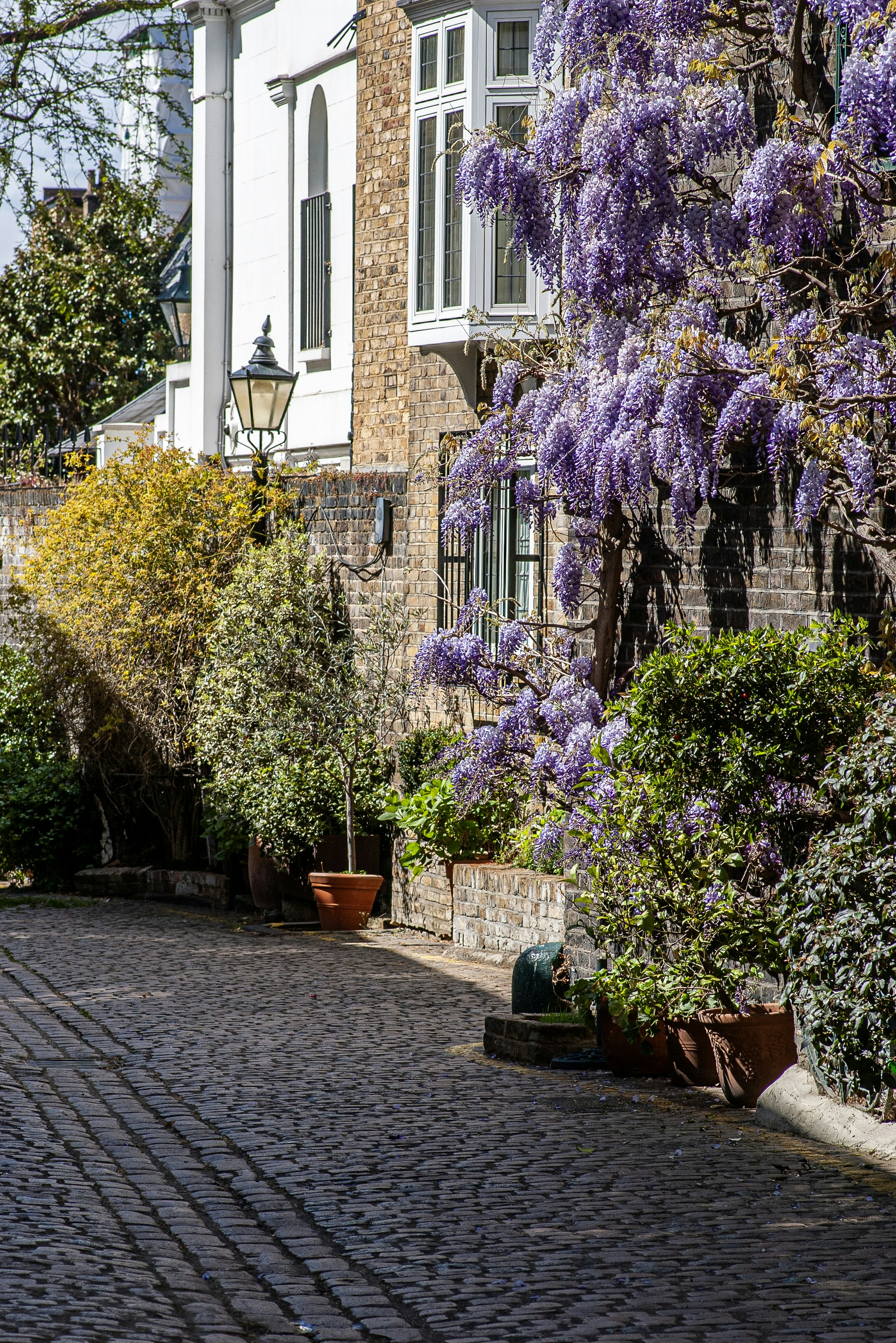 Wisteria-scented Lane: A Cobblestone Path Bordered by Blossoming Facades