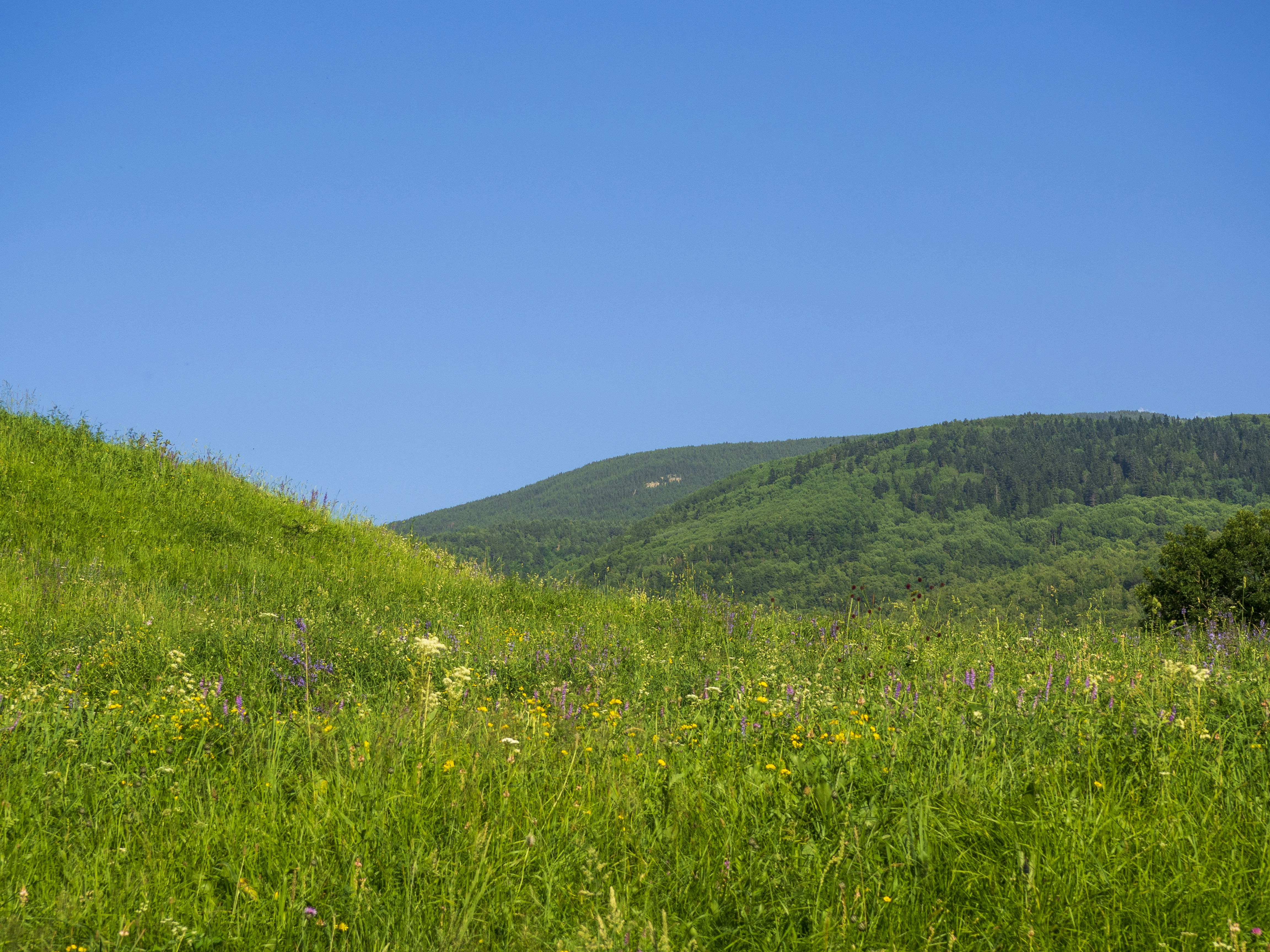 Sunlit Meadow Over the Rolling Hill