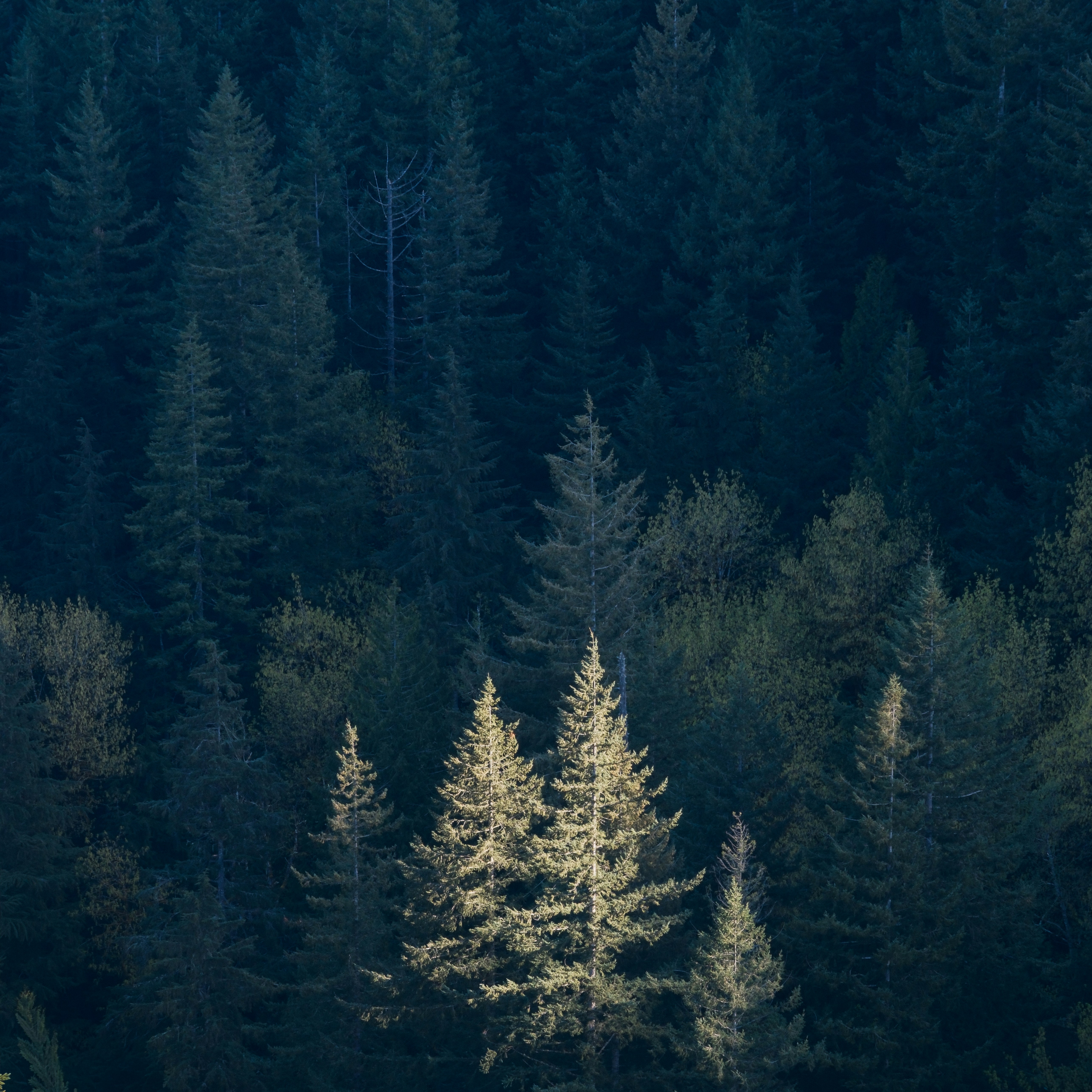 Sunlit Lone Fir Rising Above a Quiet Forest