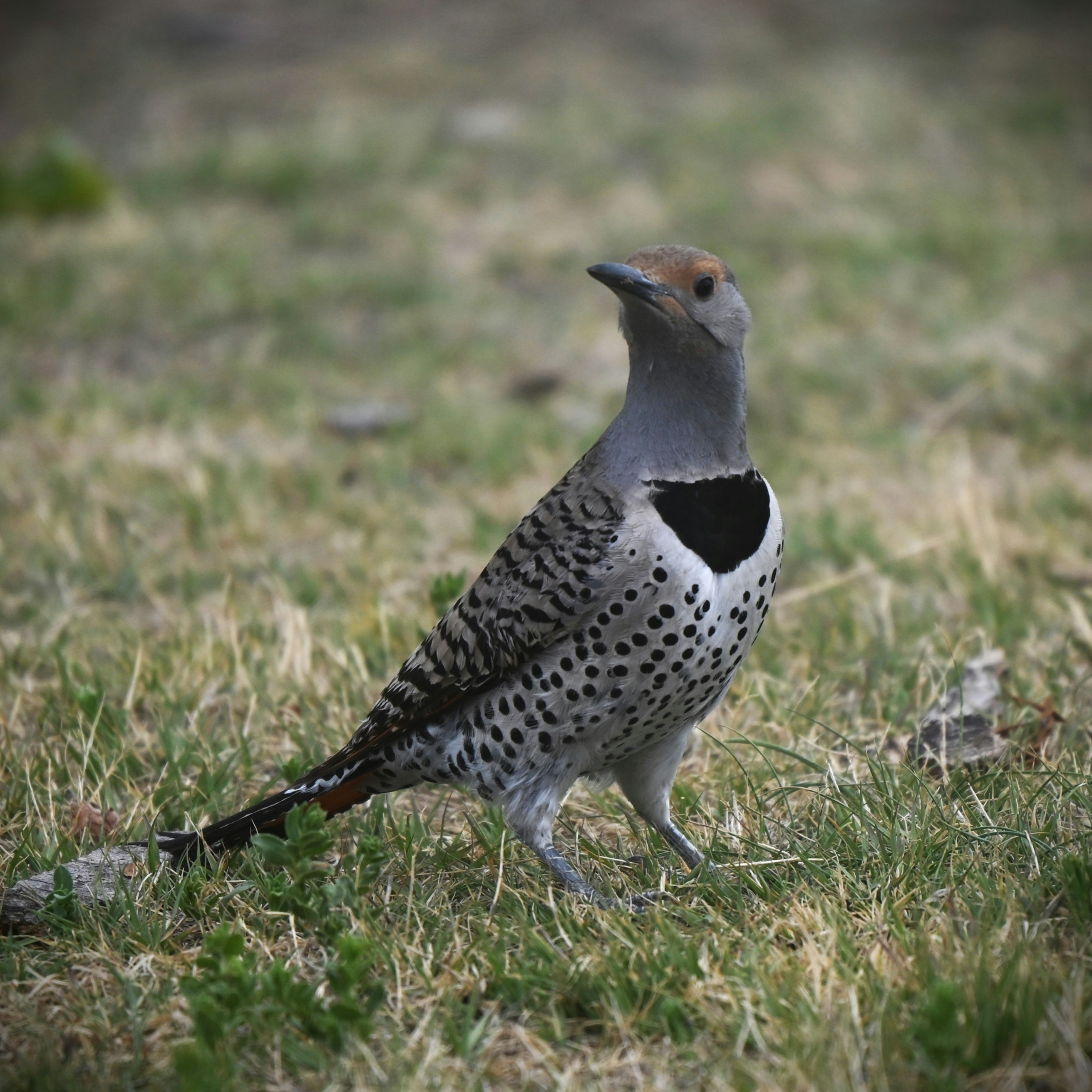 Spotlit Visitor: A Spotted Courser Examines the Grass